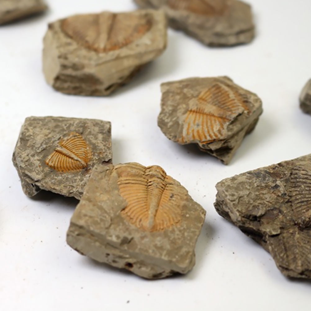 Hytrove Trilobite Tail Model for Birthday Educational Toys 2Pcs 1.6X1 ...