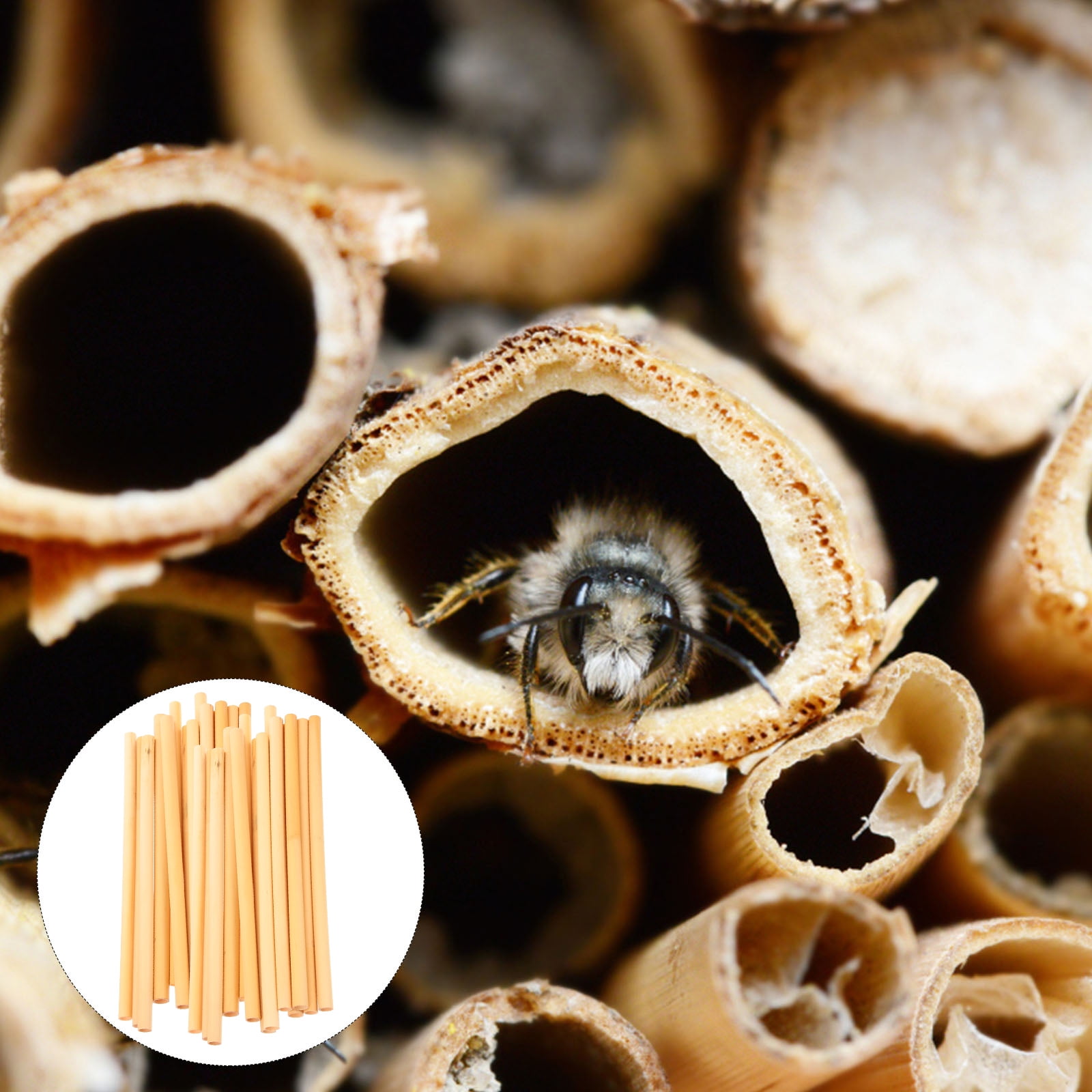 HEMOTON 30 Pcs Hive Accessories Honeycomb Pollination Tube - Walmart.com