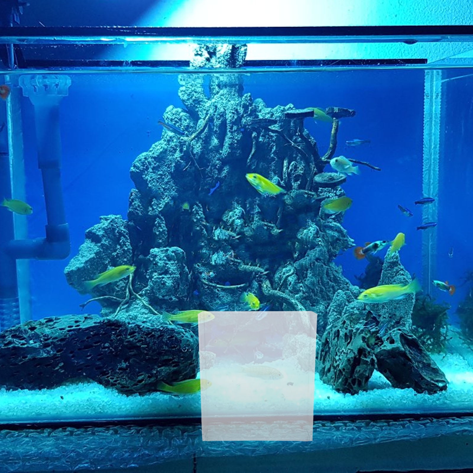 HEMOTON 4.9X4.3X1.5in Fish Observation Box for Breed Box Aquarium 1Pack ...