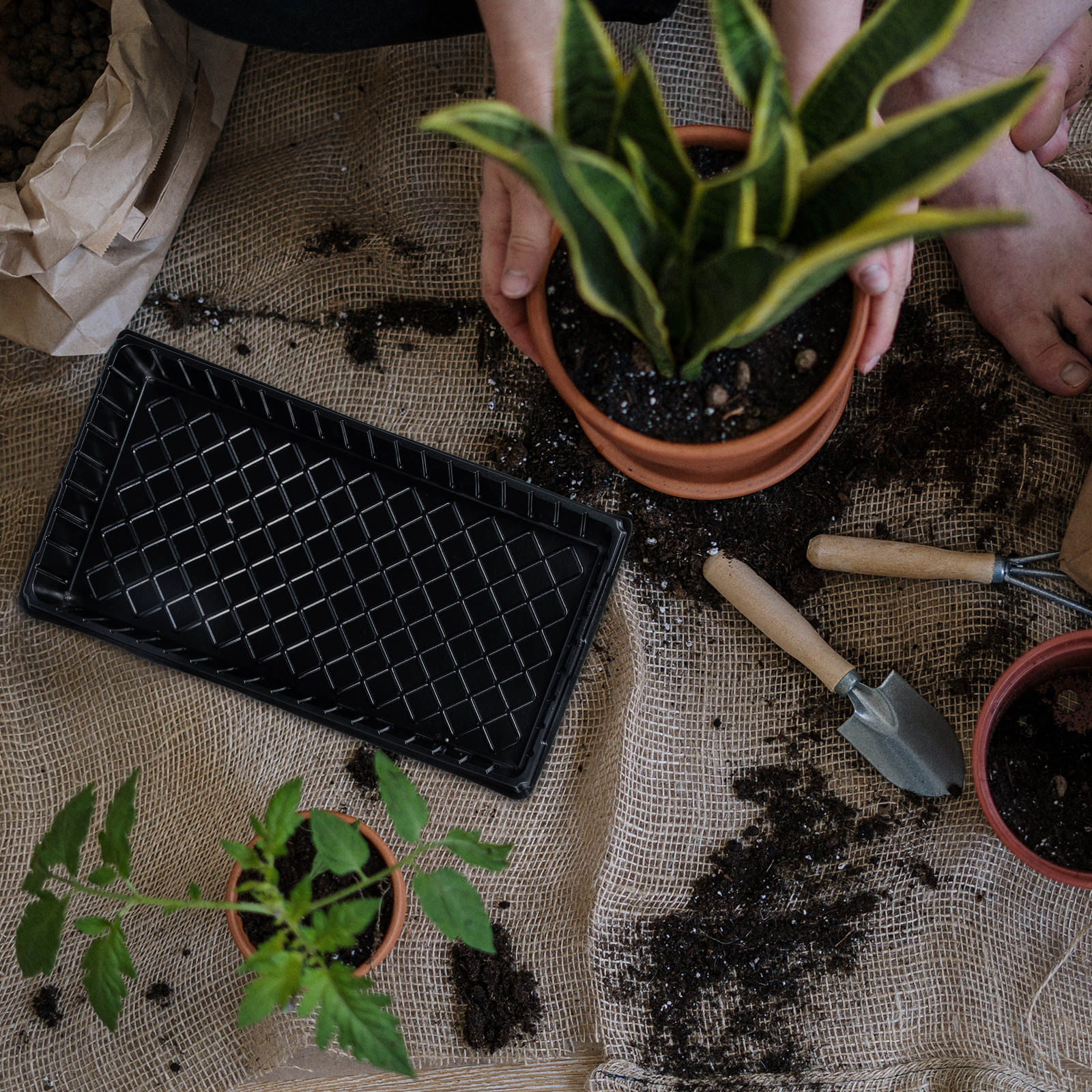 HEMOTON 5 Sets Plant Germination Plate Clear Nursery Pots for Plants ...