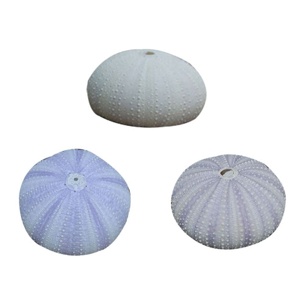 HEMOTON Creative Air Plant Containers with Synthetic Sea Shells for ...