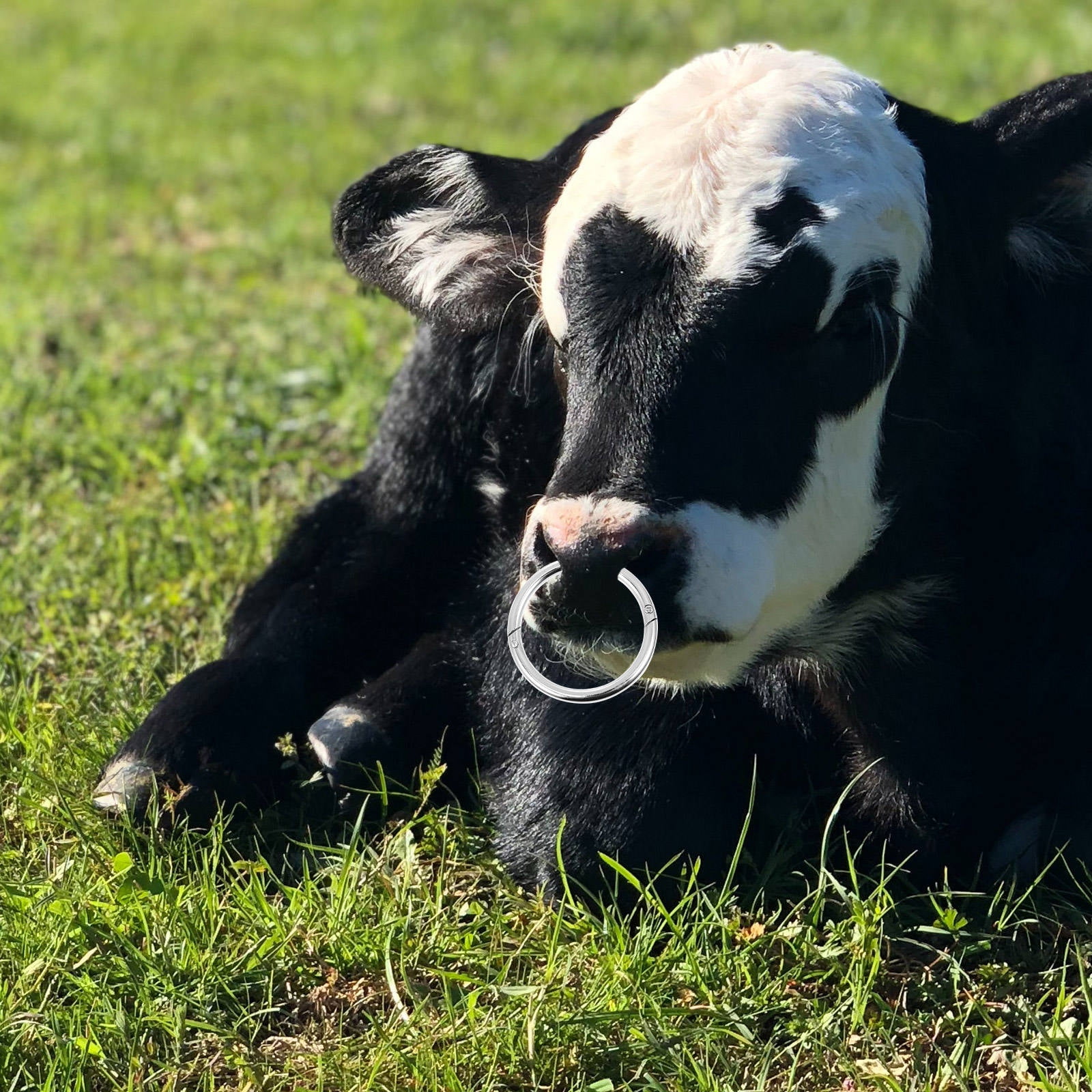 HEMOTON Steel Cattle Nose Rings Bull Nose Ring Reusable Livestock Nose ...