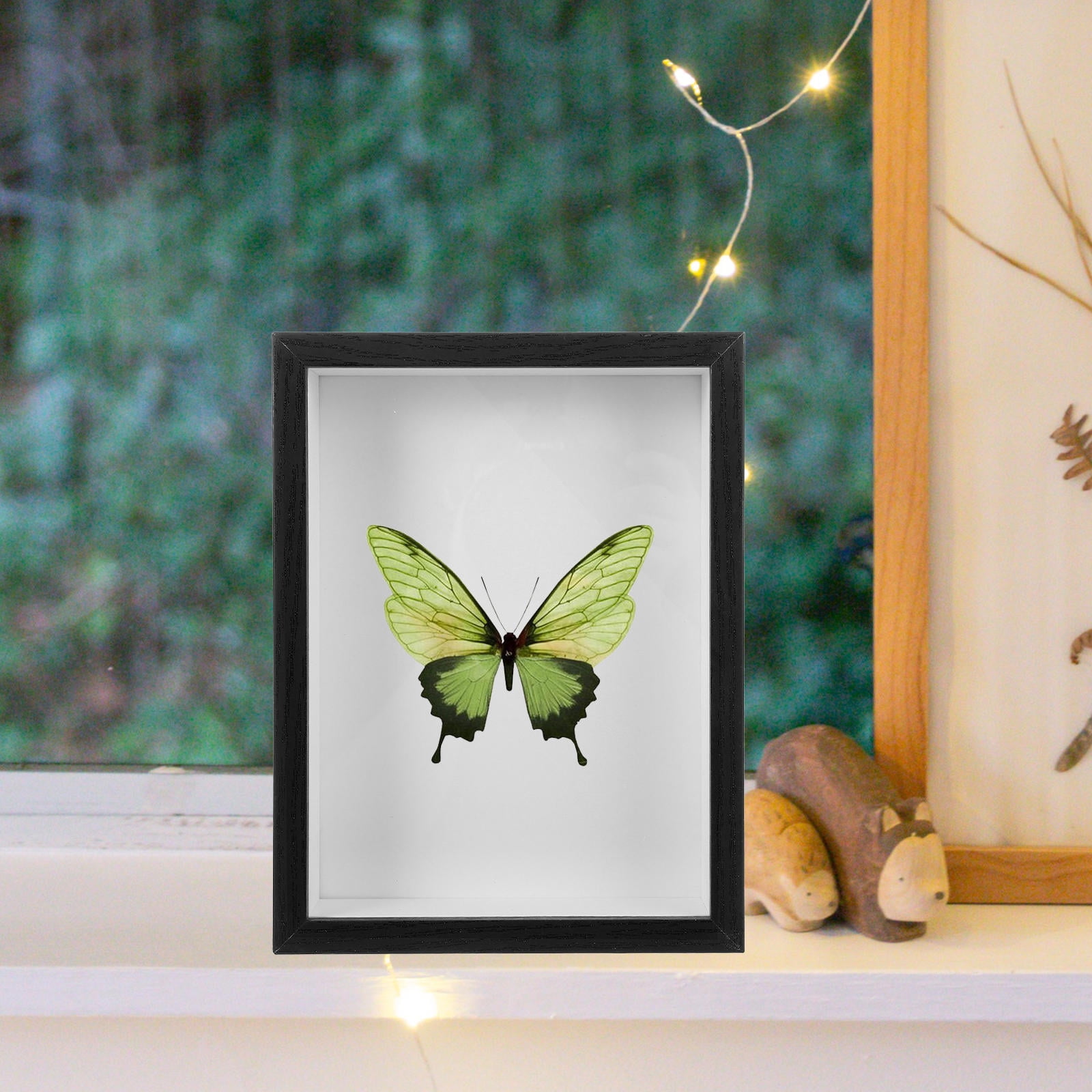 RENACLIPY Insect Specimen Display Box Black Natural Wood Shadow Box for ...