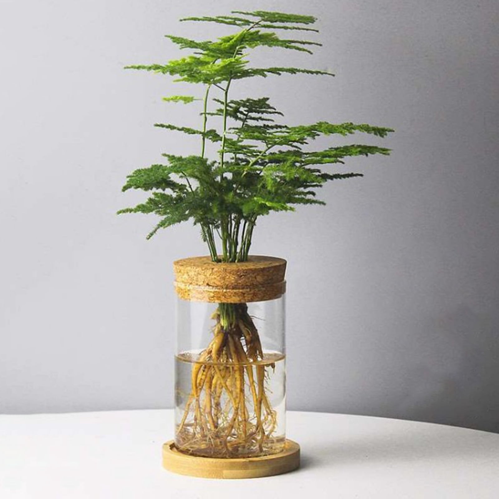 HEVIRGO Plant Propagation Station Glass Planter with Wooden Tray Lid ...