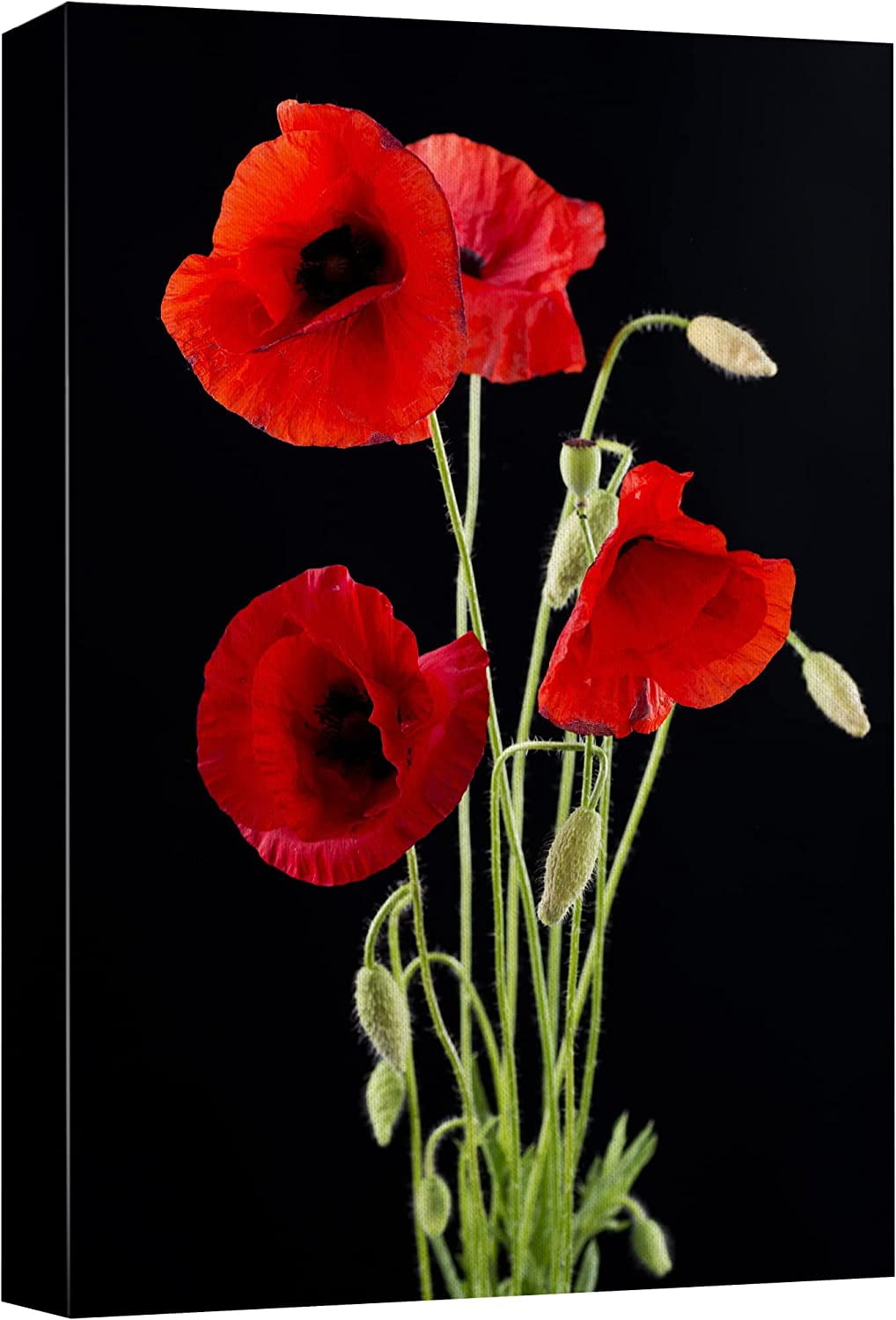 HFDF Canvas Prts Wall Art - Red Poppy Flowers Agast Black Background ...
