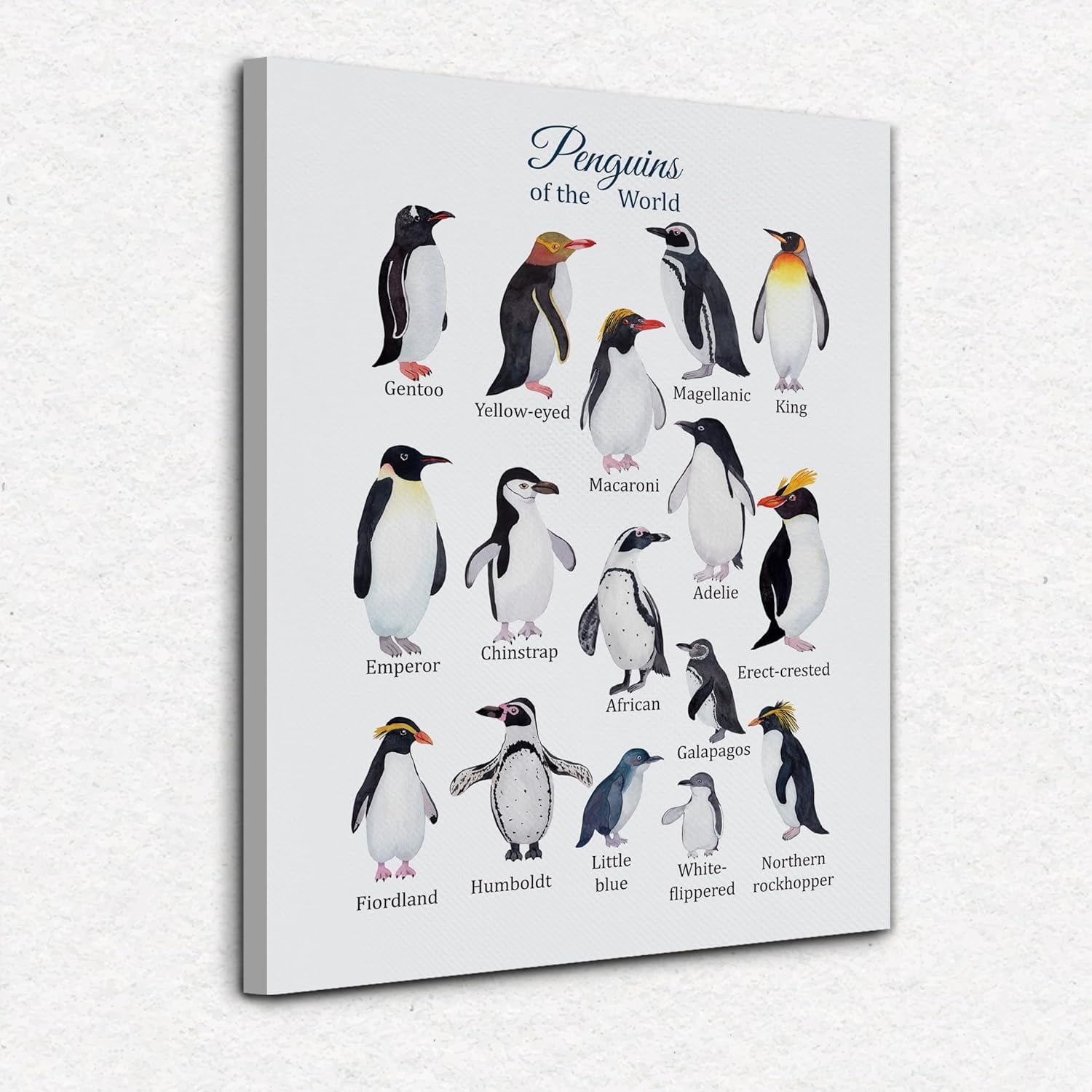 HFDF Pengus of the World Wall Art - Pengu Decor, Educational Posters ...