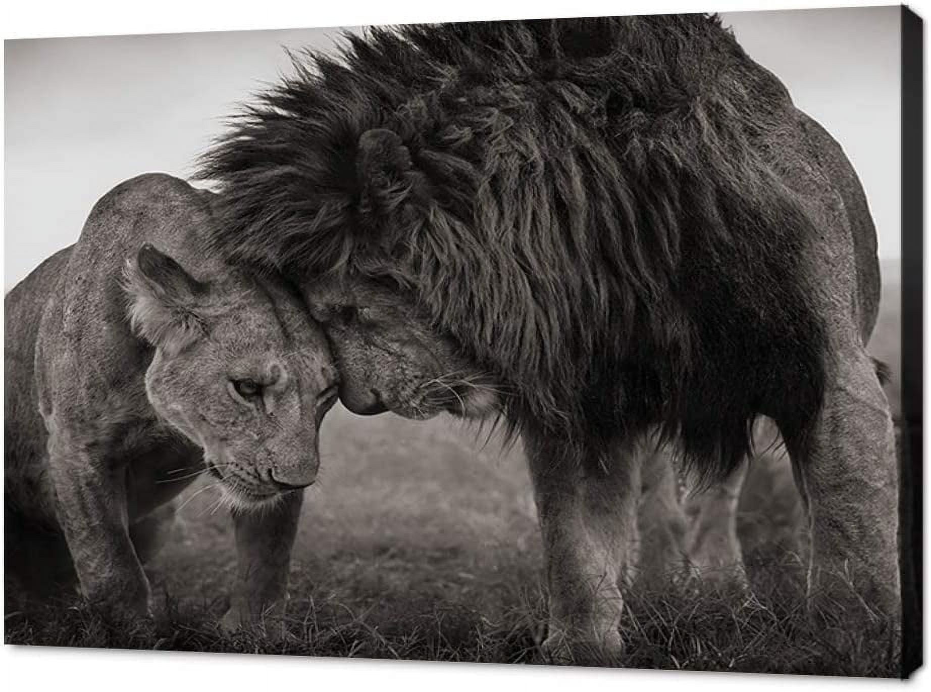 HFDF Wild Animals Canvas Wall Art Pictures Lion and Lioness Home Decor ...