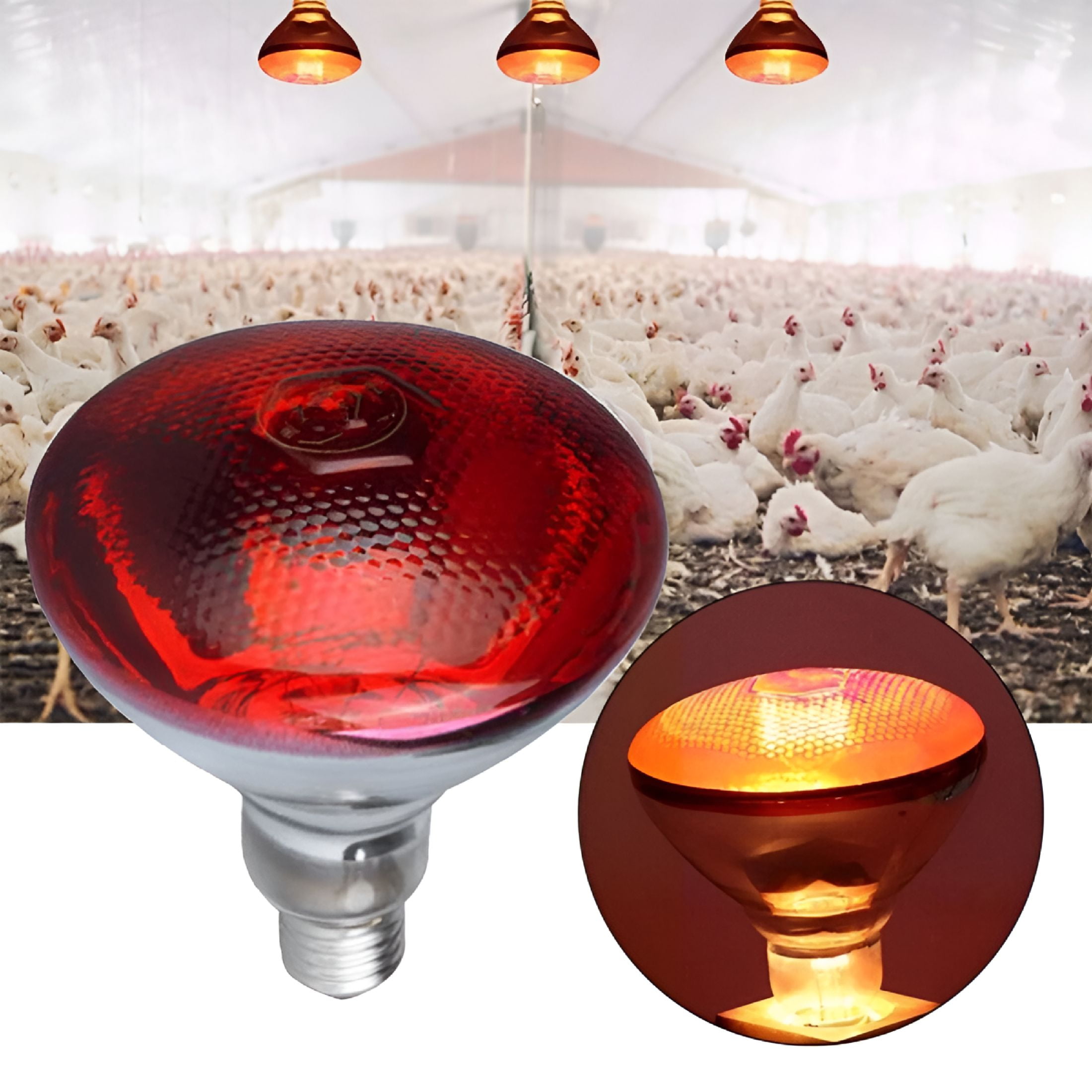 HIBIBUD 250W Infrared Heat Lamp Anti Explosion Thickened Light Bulbs ...