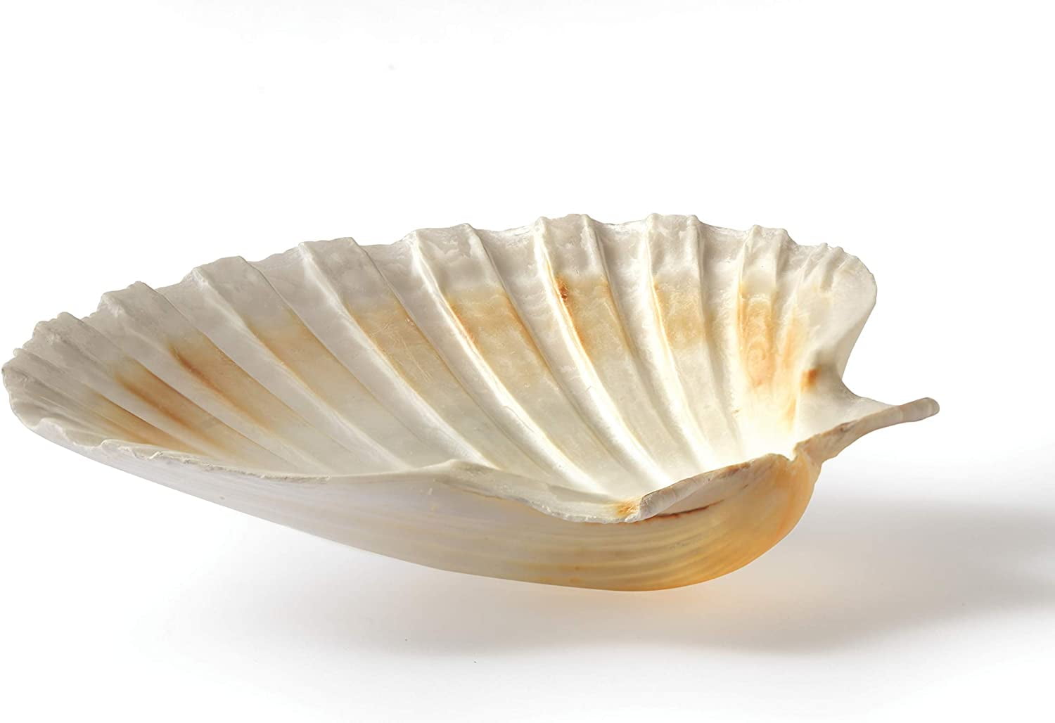 HIC Kitchen Bakeware, Natural Baking Shells, 3.25-Inches, Set of 6 ...