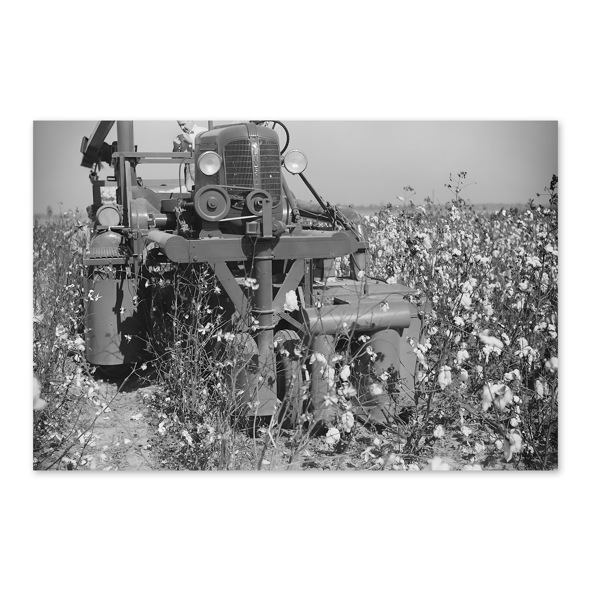 HISTORIX Vintage 1939 Rust Cotton Picker Photo Print - Old Photo of ...
