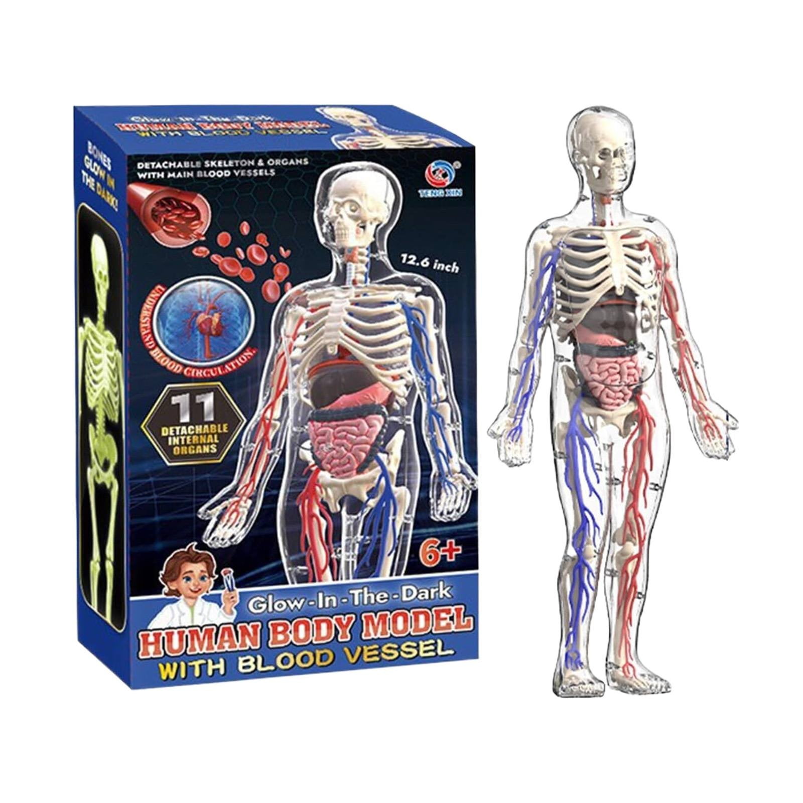 HJJLRH 29 Piece Anatomy Figure 3D Anatomy Kit – Human Body Model for ...