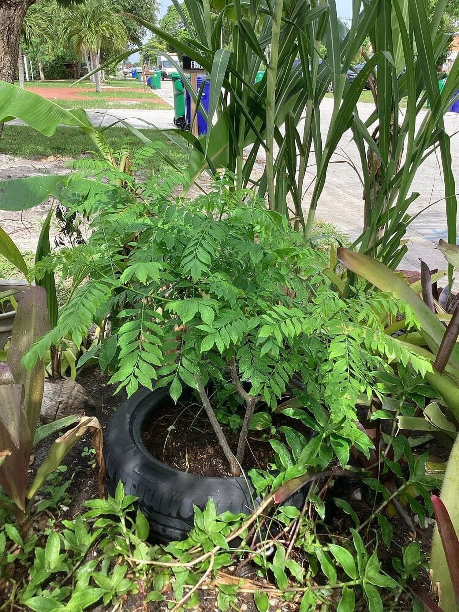 HOG PLUM/JAMAICAN RED COAT PLUM Spondias purpurea 1 Rooted 8-10” SHIP ...