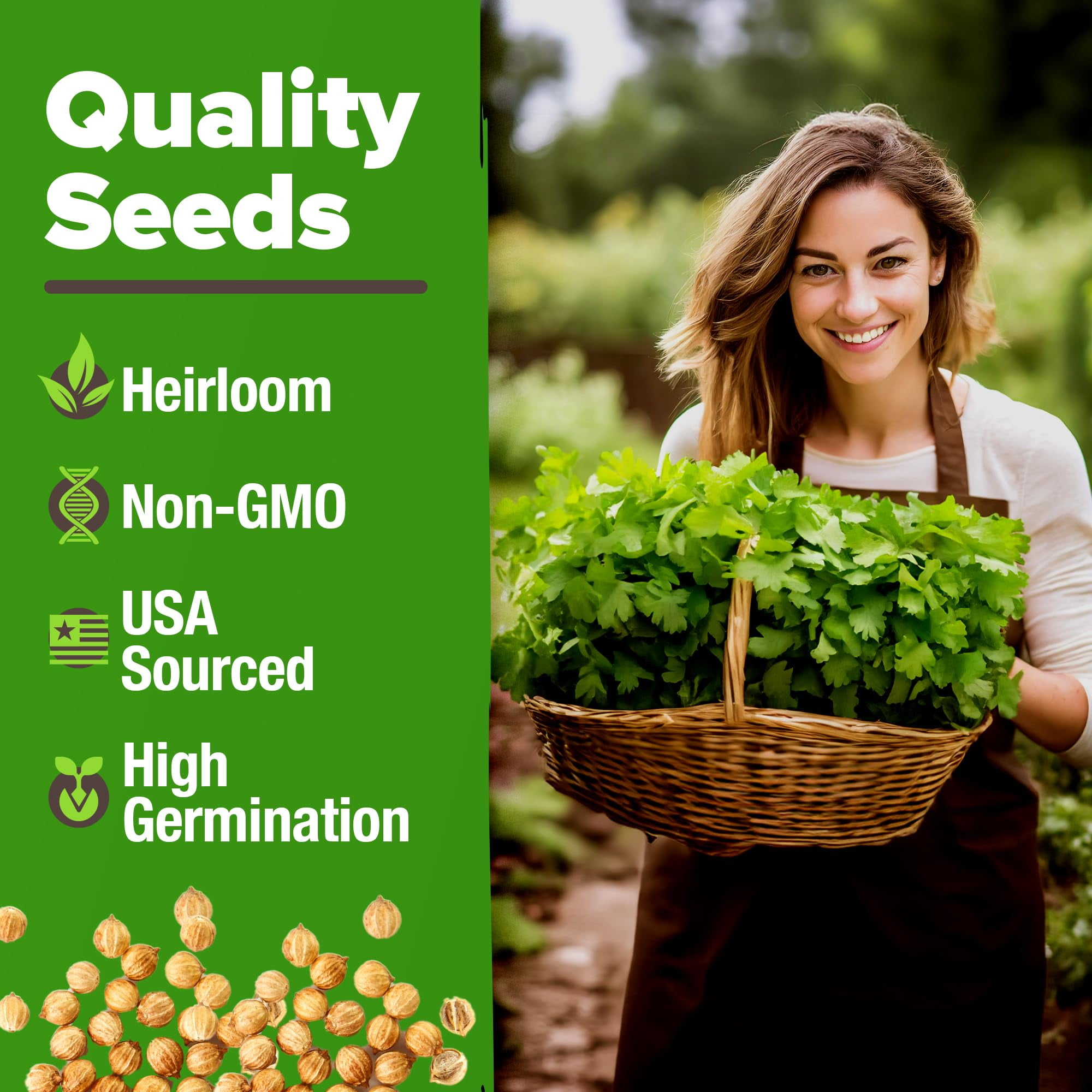 HOME GROWN 500+ AJH3 Cilantro Seeds(Fast Growing) 𝗡𝗢𝗡-𝗚𝗠𝗢 𝗨𝗦𝗔-𝗦𝗢𝗨𝗥𝗖𝗘𝗗 ...