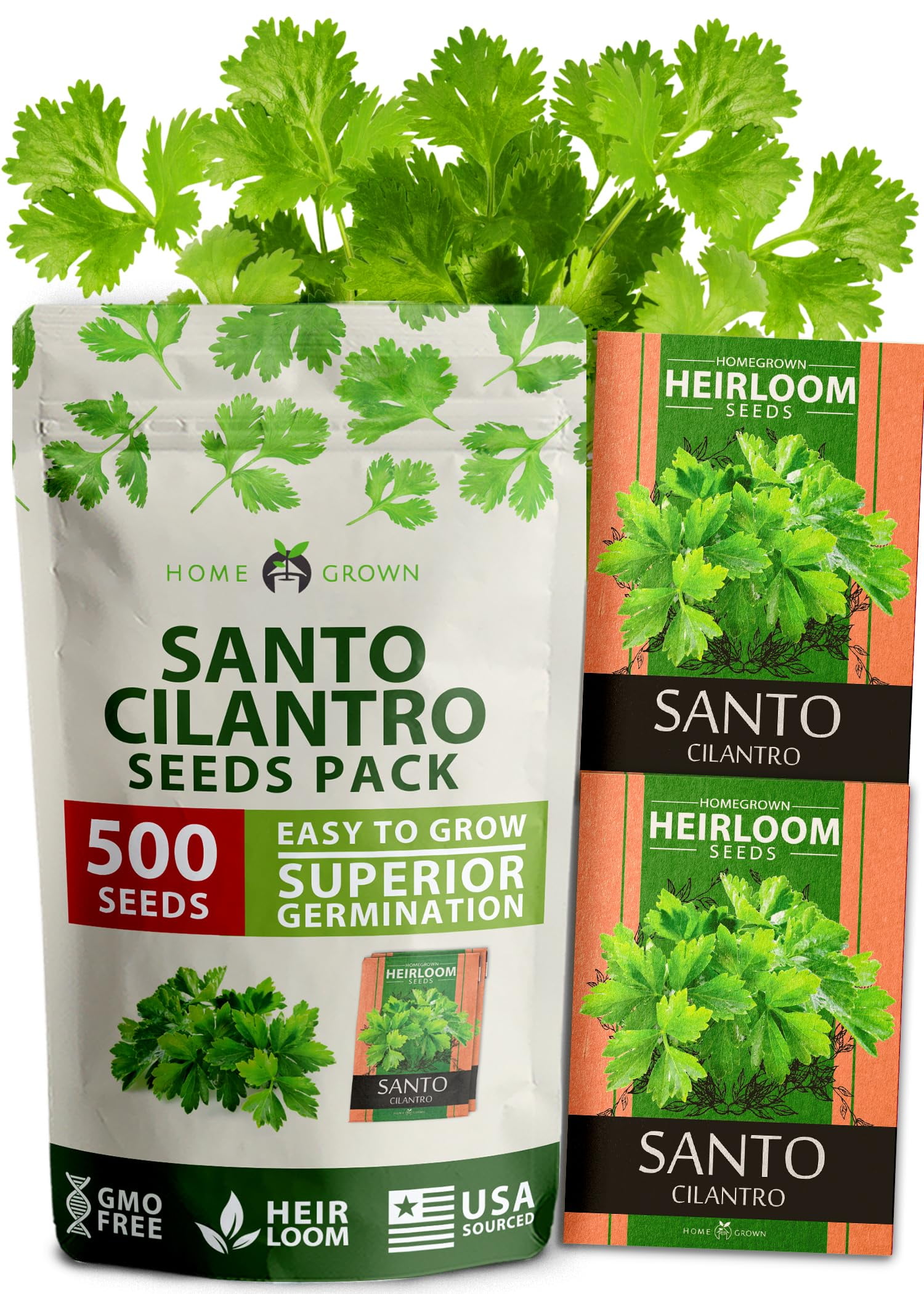HOME GROWN 500+ Cilantro Seeds(Fast Growing) 𝗡𝗢𝗡-𝗚𝗠𝗢 MHD1𝗨𝗦𝗔-𝗦𝗢𝗨𝗥𝗖𝗘𝗗 ...
