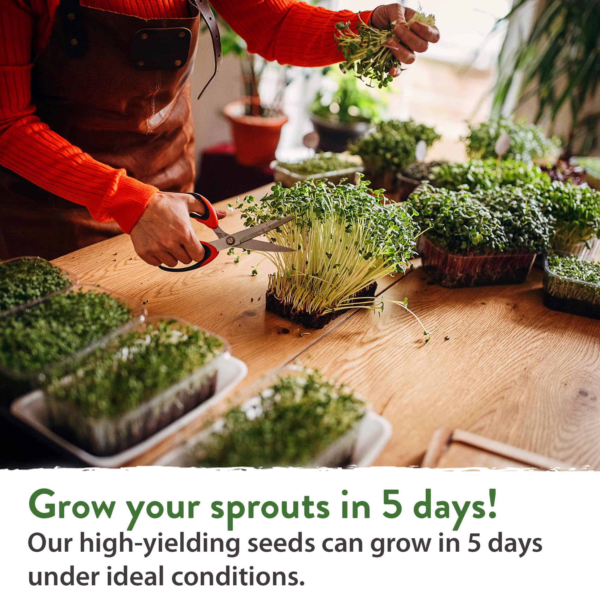 HOME GROWN Alfalfa FEV6 Sprout Seeds for Sprouting and Microgreens ...