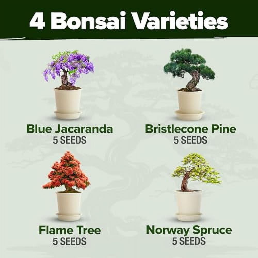 HOME GROWN Bonsai (BK1-3rd-MF) – Grow Flame Tree, Spruce, Bristlecone Pine & Jacaranda | Starter ...