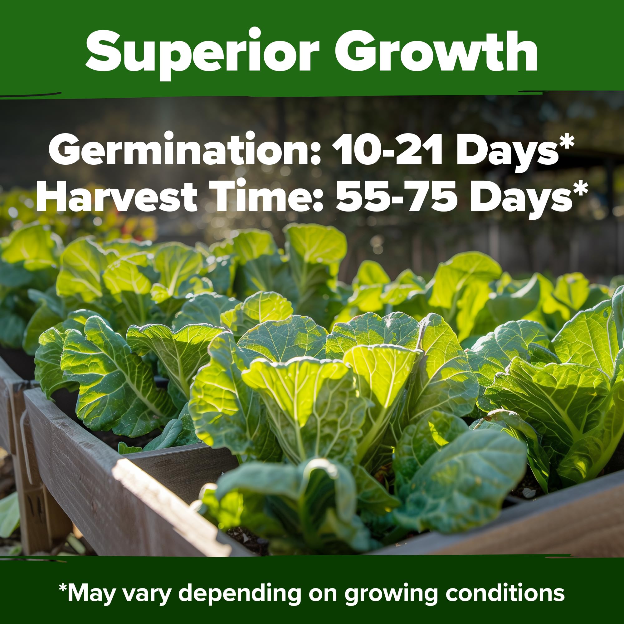 HOME GROWN Collard AJH3 Green - 2 Pack - 600 for Fall Planting - High ...