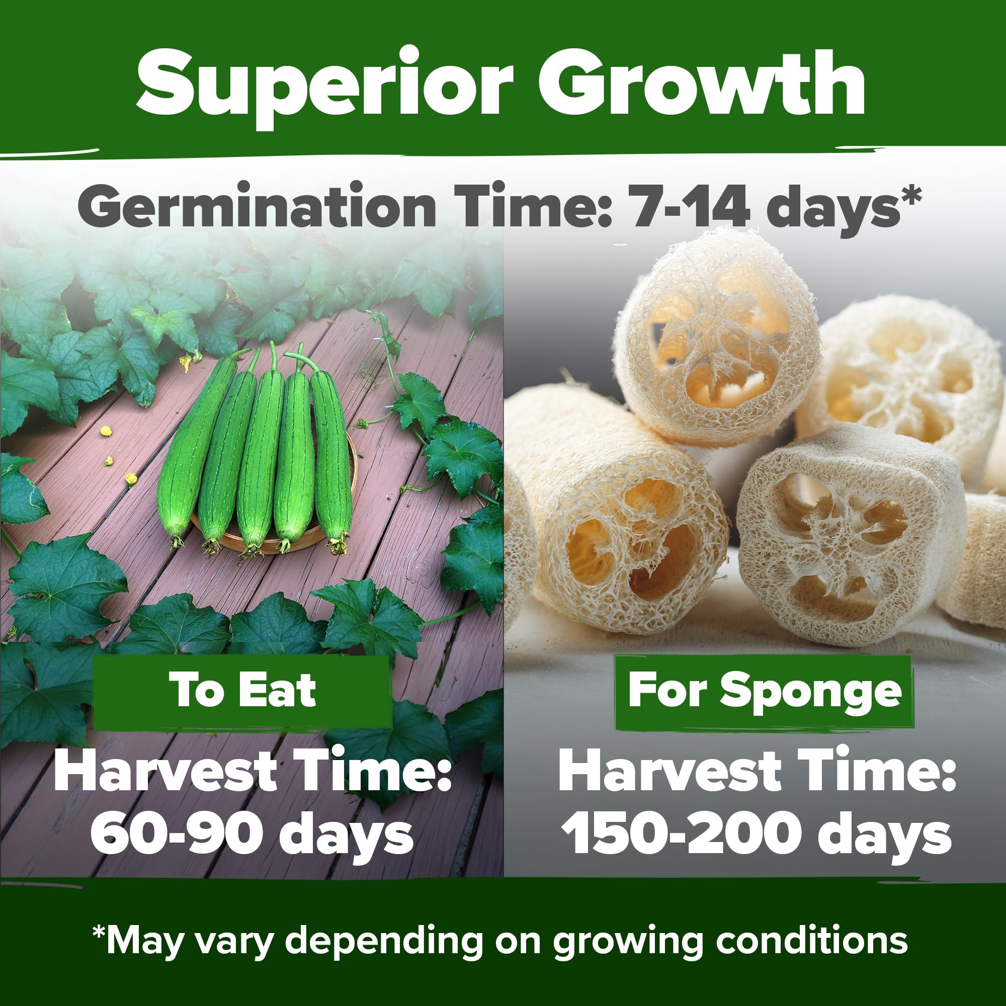 HOME GROWN Luffa Seeds - (Bulk Pack) H2FSD40 Non-GMO, Heirloom Loofah ...