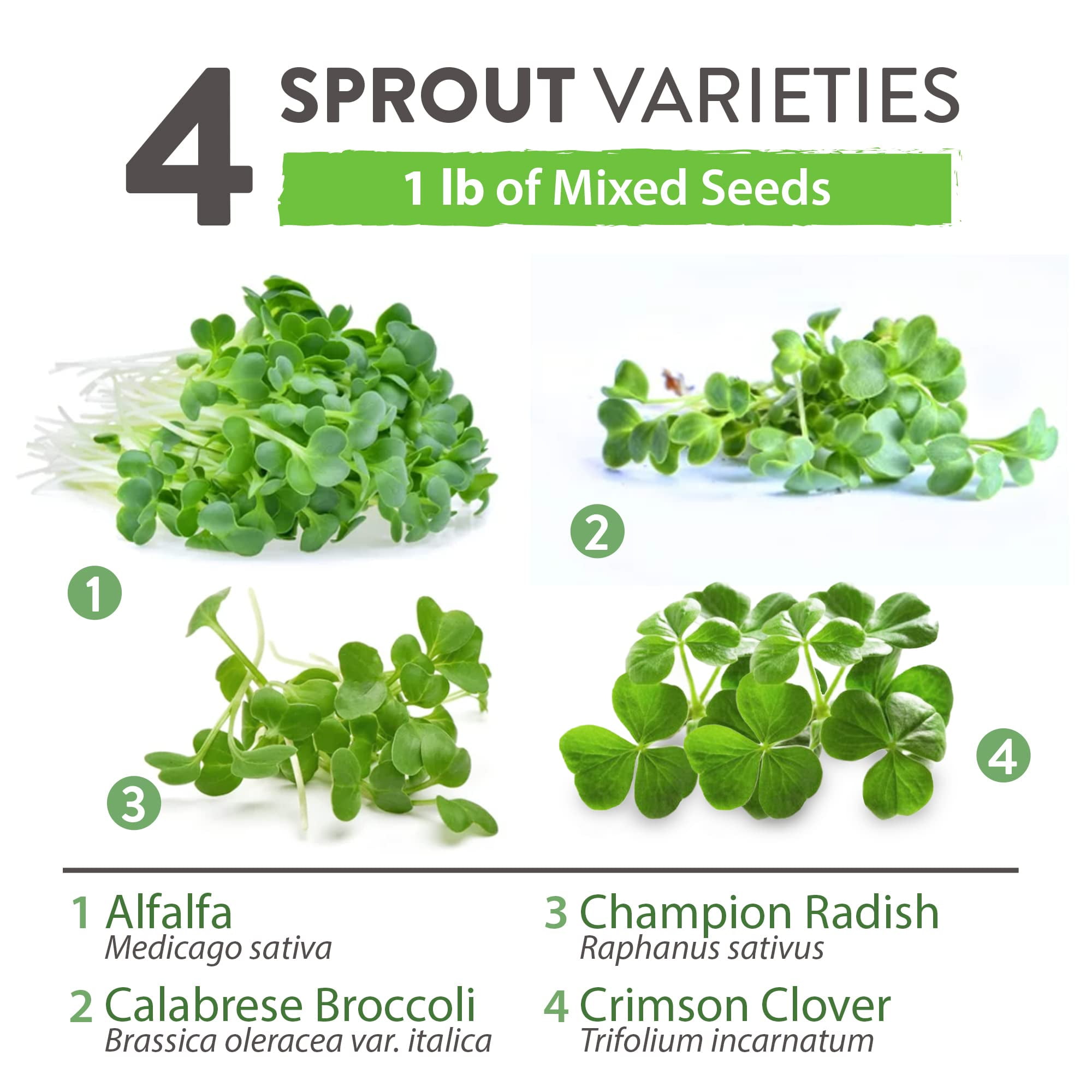 HOME GROWN Microgreens and Sprouts Salad Seeds H2FSDMix (16oz) Broccoli ...
