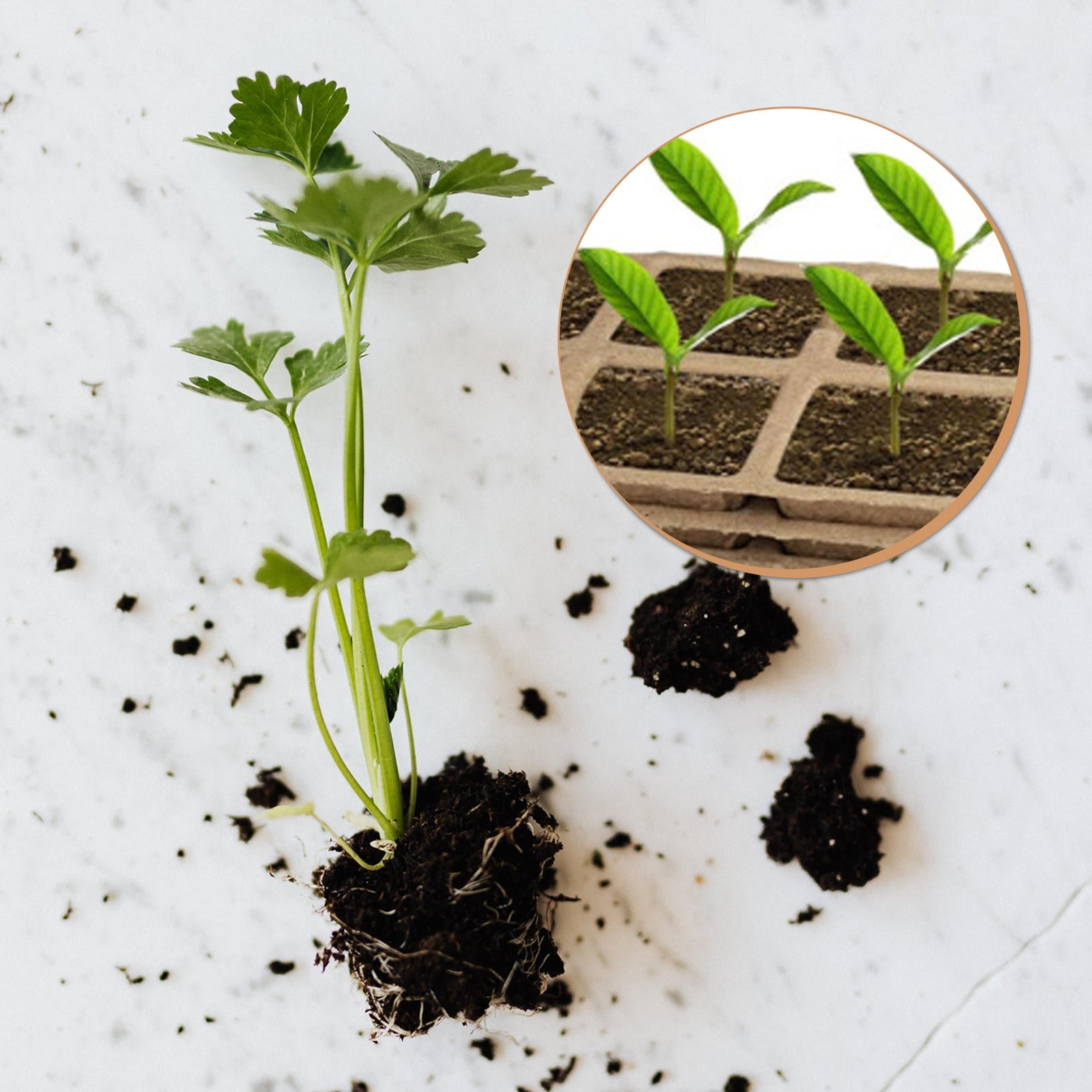 HOMEMAXS 1 Set Pulp Planting Cups Practical Plant Nursery Containers ...