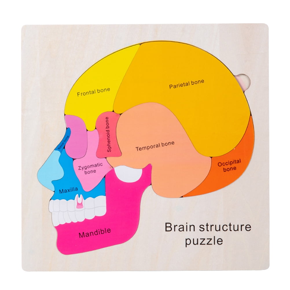 HOMEMAXS 1 Set of Brain Puzzle for Kids Wooden Brain Structure Puzzle ...