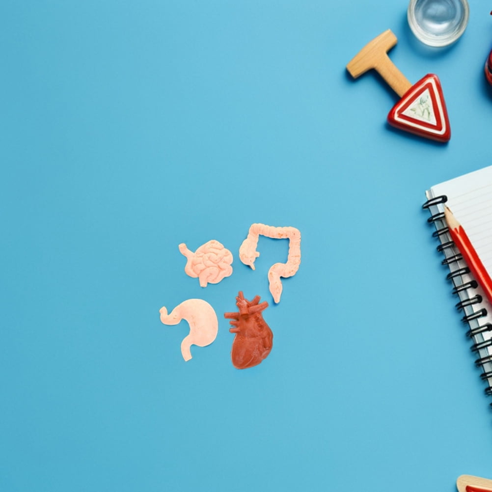 HOMEMAXS 2 Sets Realistic Human Organ Models Human Torso Model ...