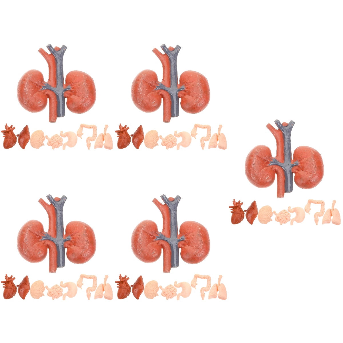 HOMEMAXS 40 pcs Organ Models Artificial Organ Teaching Tools Anatomical ...