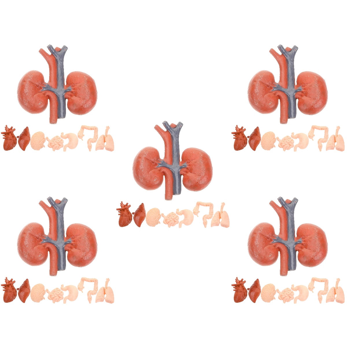 HOMEMAXS 40 pcs Simulated Organ Models Human Organ Anatomical Model ...