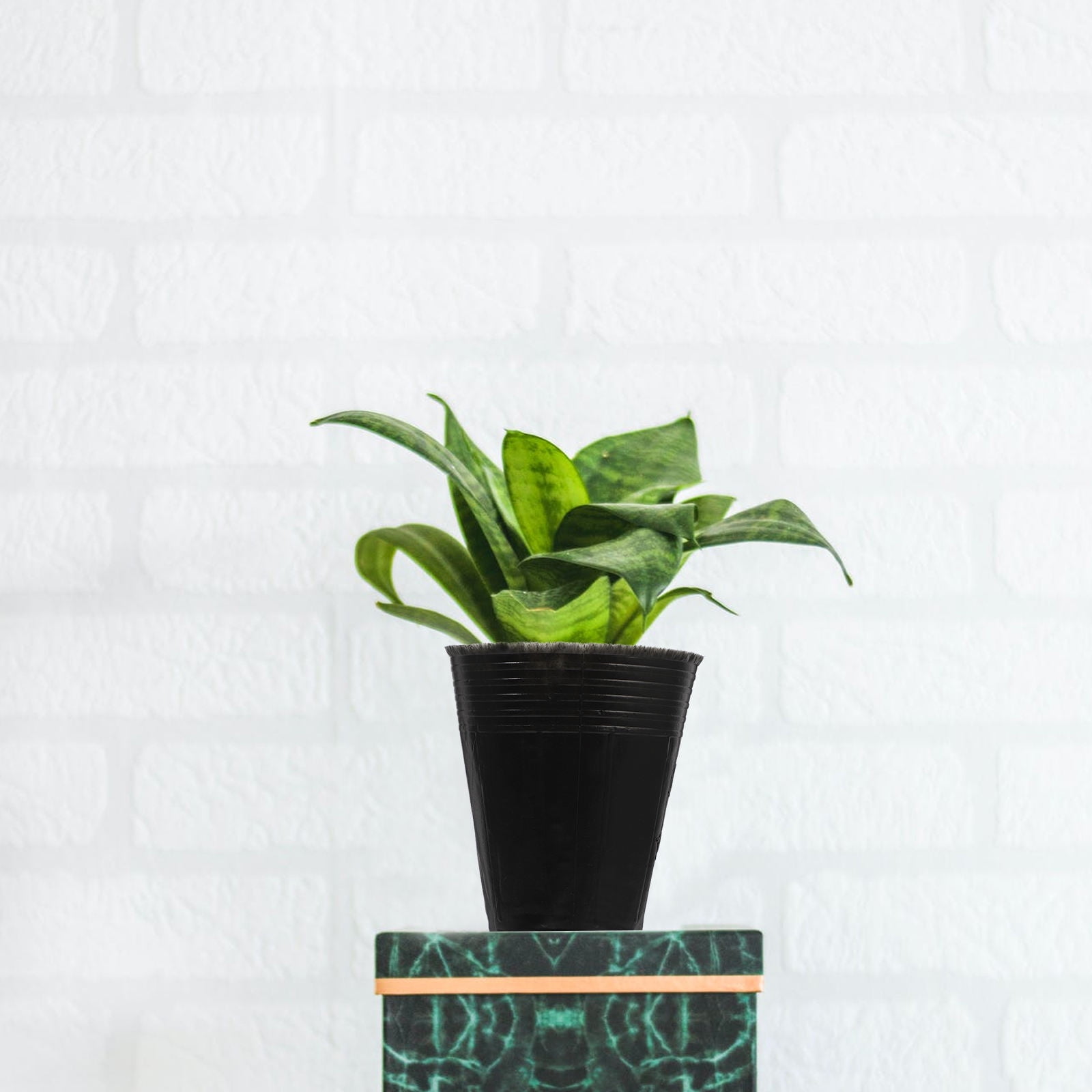 HOMEMAXS 500 Pcs Planter Seedling Pot Propagation Equipment Nursery ...