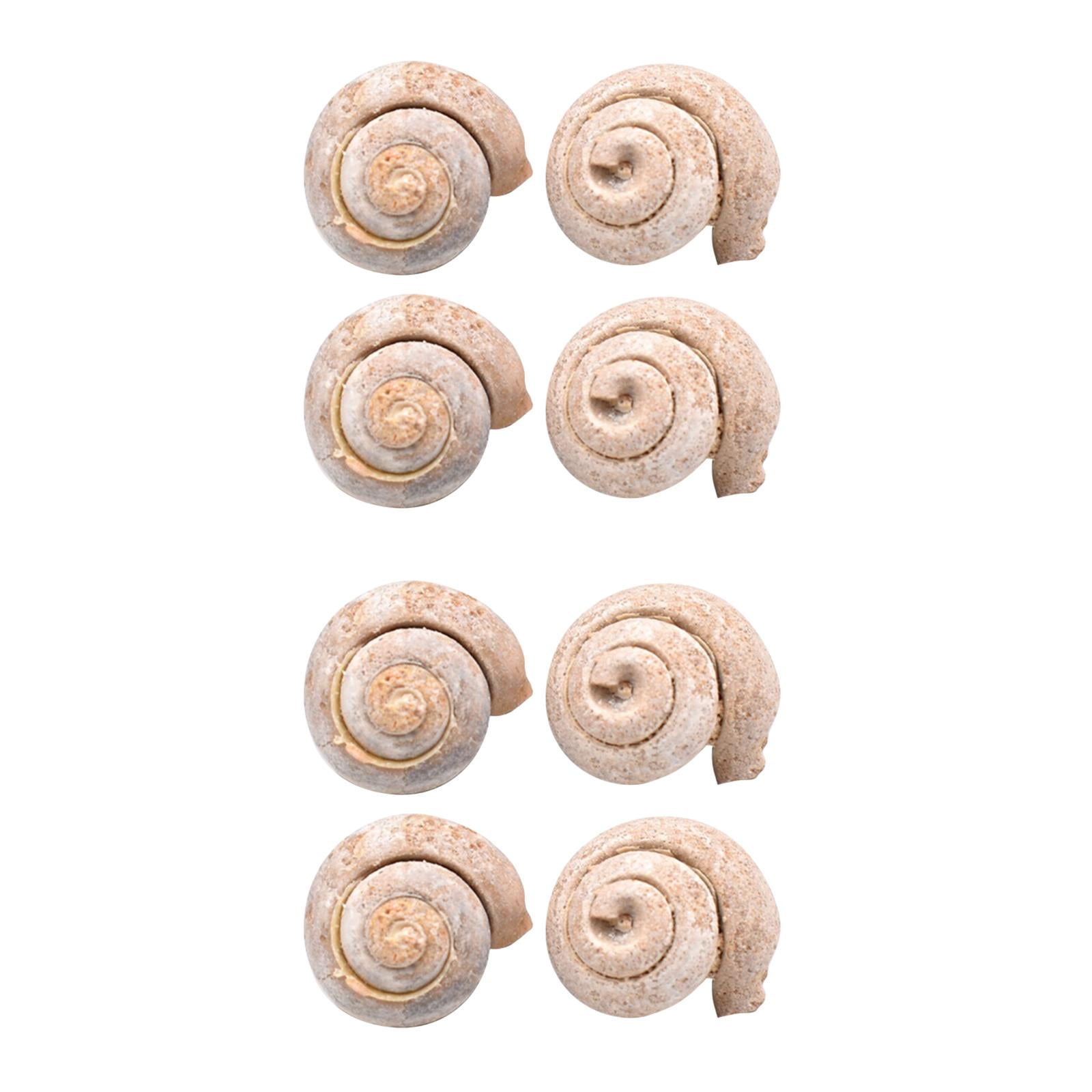 HOMEMAXS 8 pcs Creative Snail Student Science Teaching Material Desktop ...