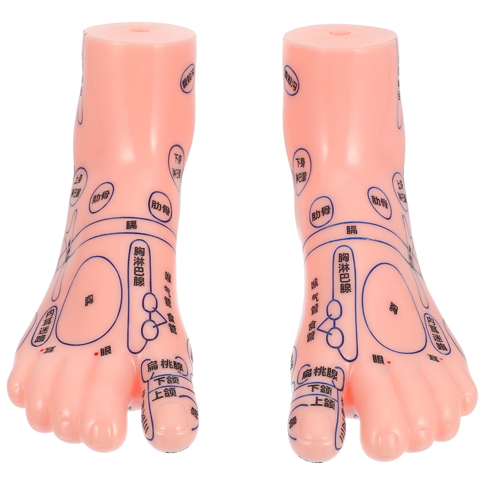 HOMEMAXS Acupoint Teaching Foot Model Display for Plantar Models Leg ...