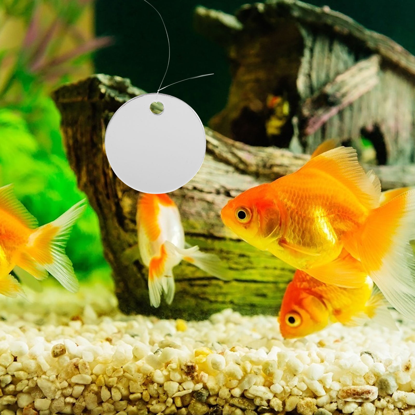 Minkissy Fish Observation Betta Tank Mirror Transparent Acrylic 1 Set ...