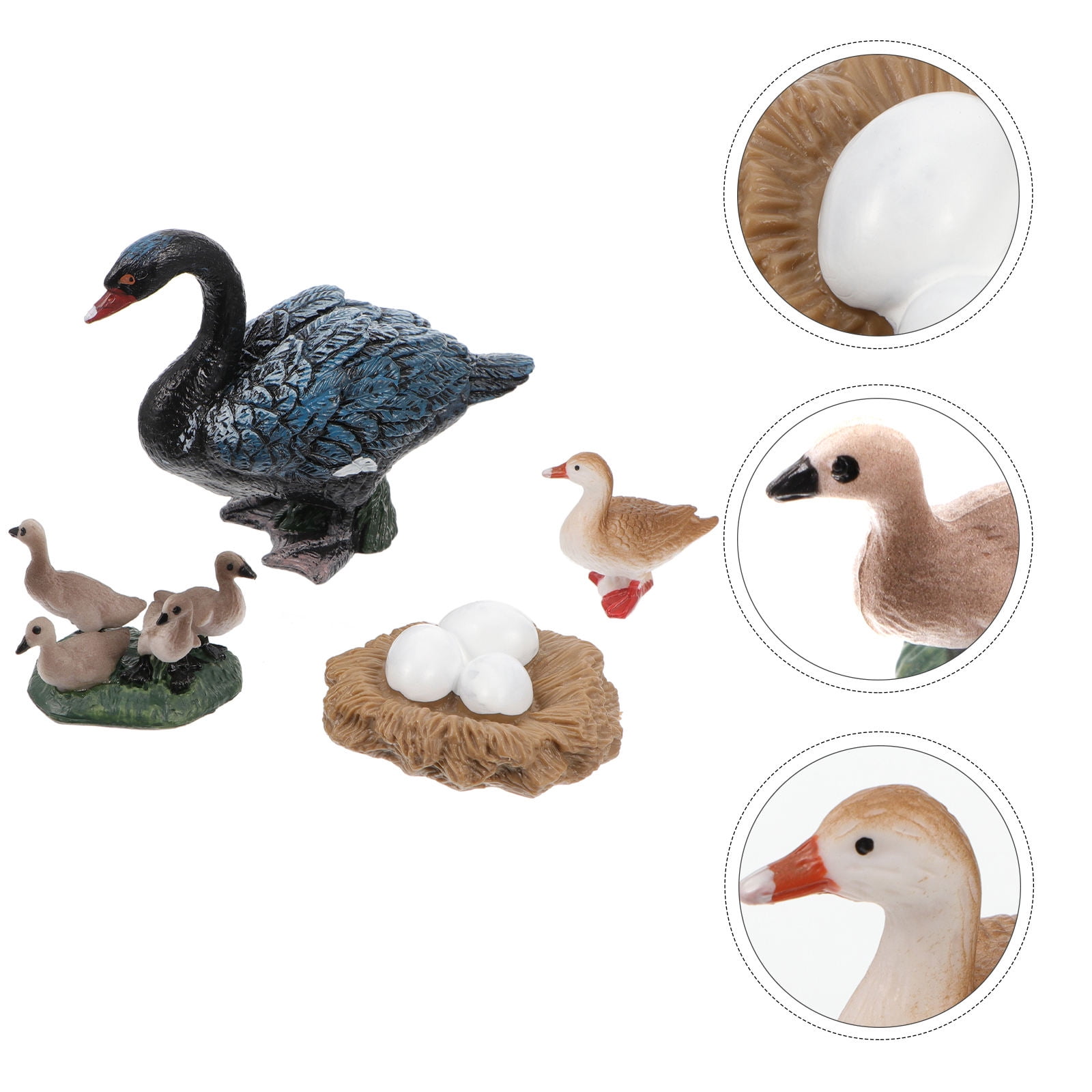 HOMEMAXS Black Swan Growth Cycle Models Plastic Decorative Set of 4 ...