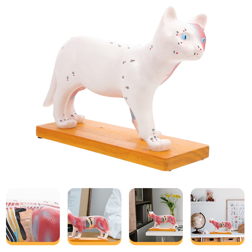 STRANDCHIC Cat Teaching Anatomical Model Multi-Colored 1Set 9.3X5.9In ...