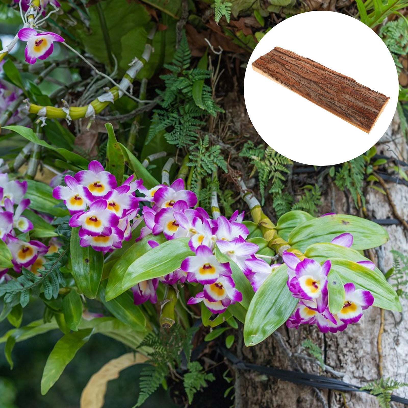 HOMEMAXS Cedar Wood Board for Planting Orchids Coffee Color Stable and ...