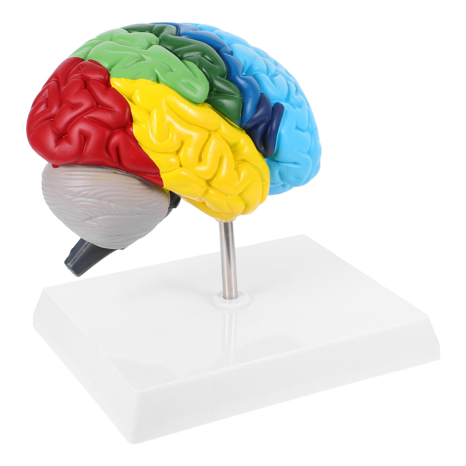 HOMEMAXS Human Brain Models 1:1 Scale Right-Half Brain Model For ...