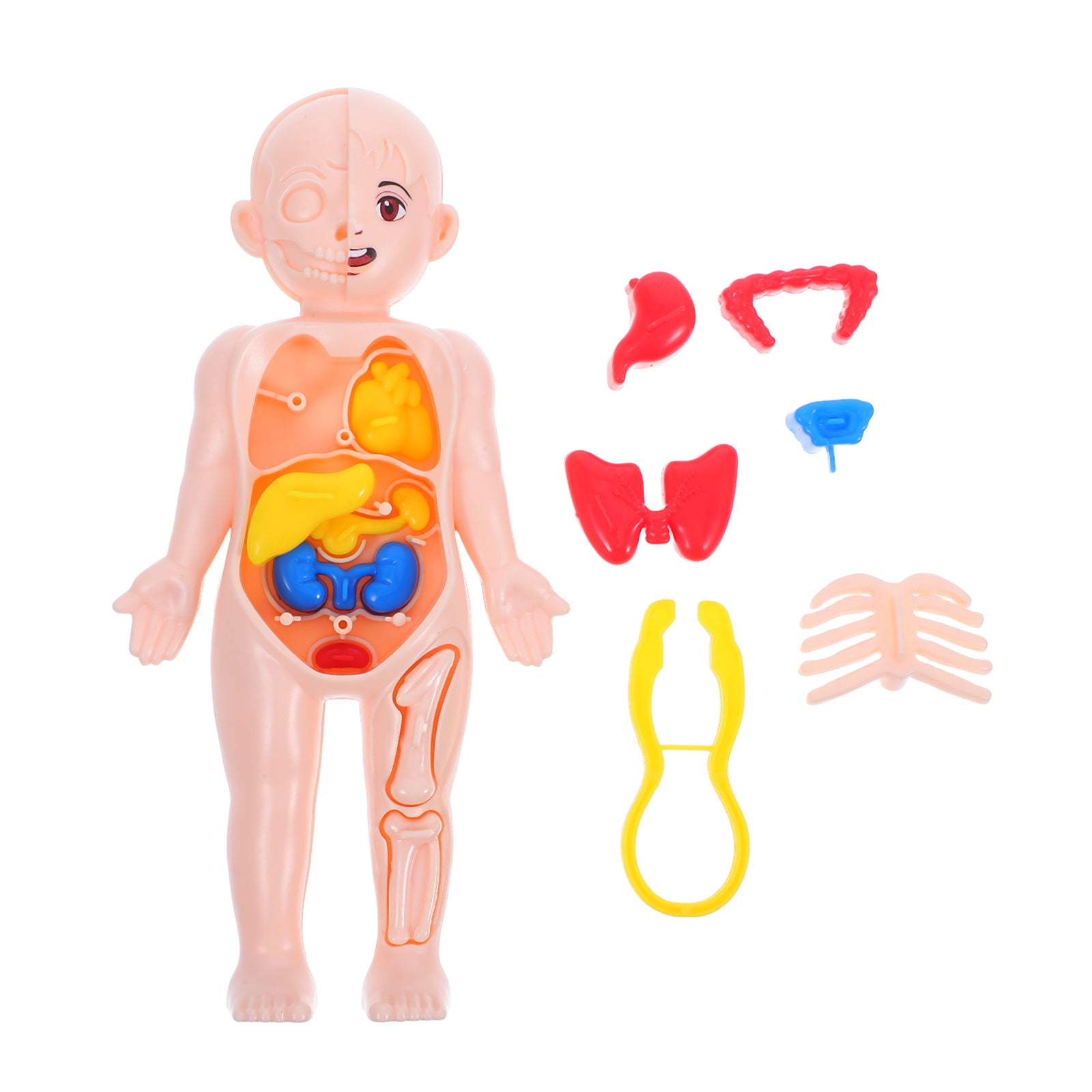 HOMEMAXS Human Organ Study Model for Kids DIY Assembly Human Body ...