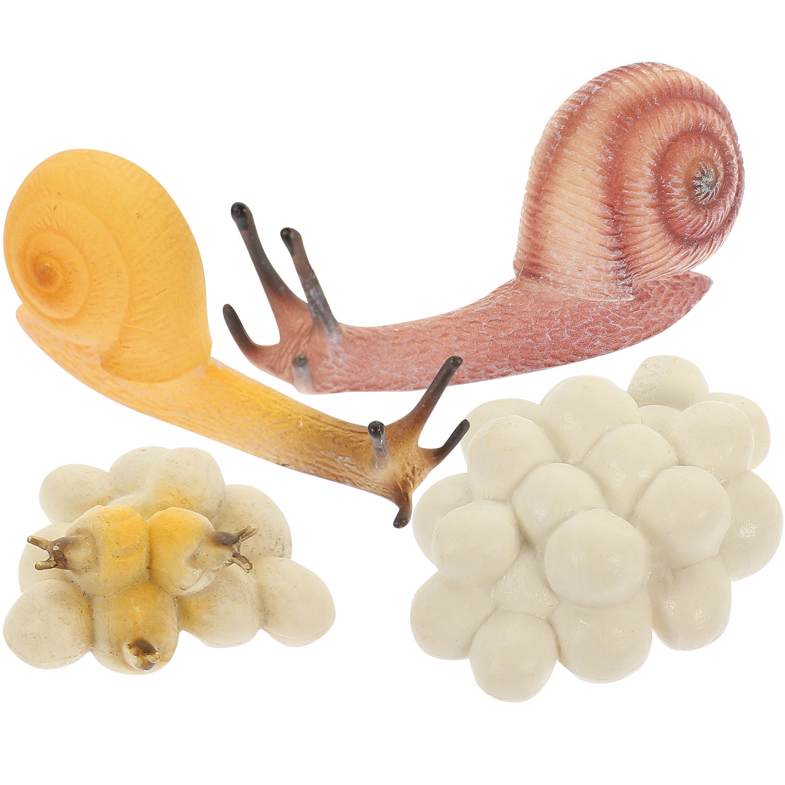 HOMEMAXS Kid Educational Snail Model Animal Growth Cycle Models Toddler ...