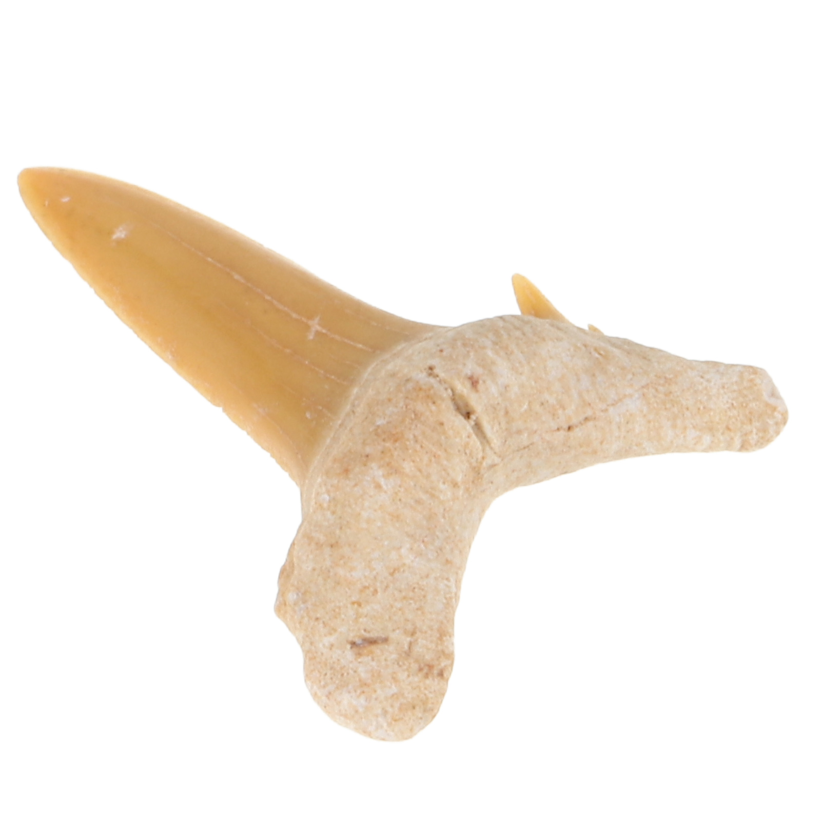 HOMEMAXS Natural Shark Teeth Pendant Ocean Animal Tooth Specimen for ...