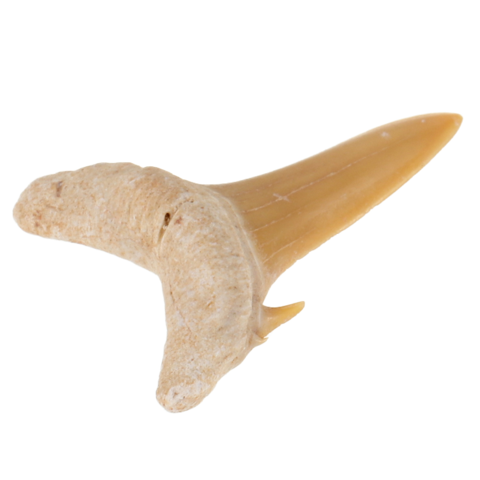 HOMEMAXS Natural Shark Tooth for Jewelry Making Mini Shark Teeth Shark ...