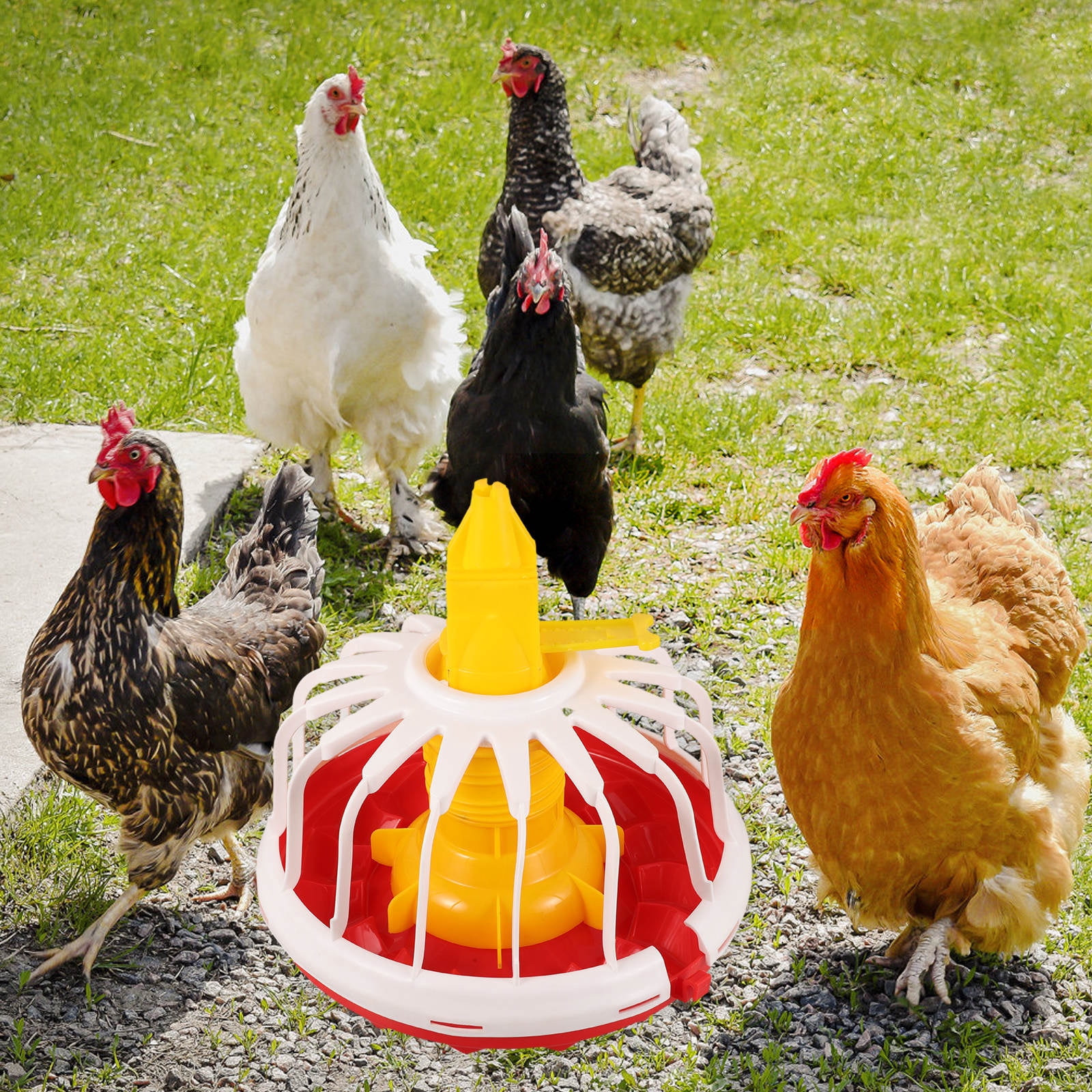 HOMEMAXS Poultry Feeding Dish Parrot Water Feeder Chicken Automatic ...