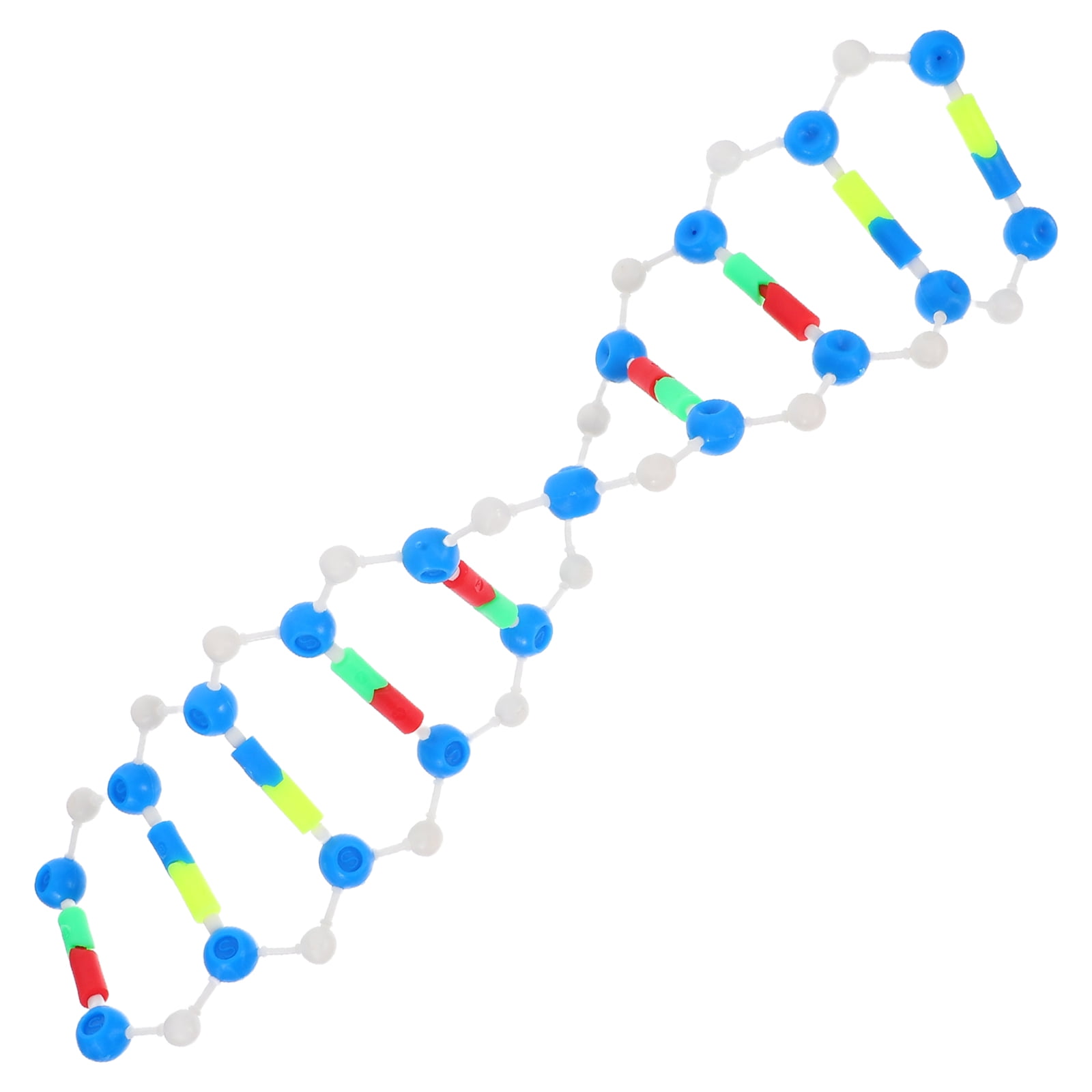 HOMEMAXS Practical Science Class Dna Model Double Strand Model For Gene ...