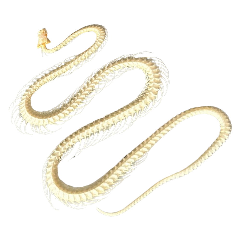 HOMEMAXS Real Snake Skull Snake Animal Bones Real for Craft Skull ...