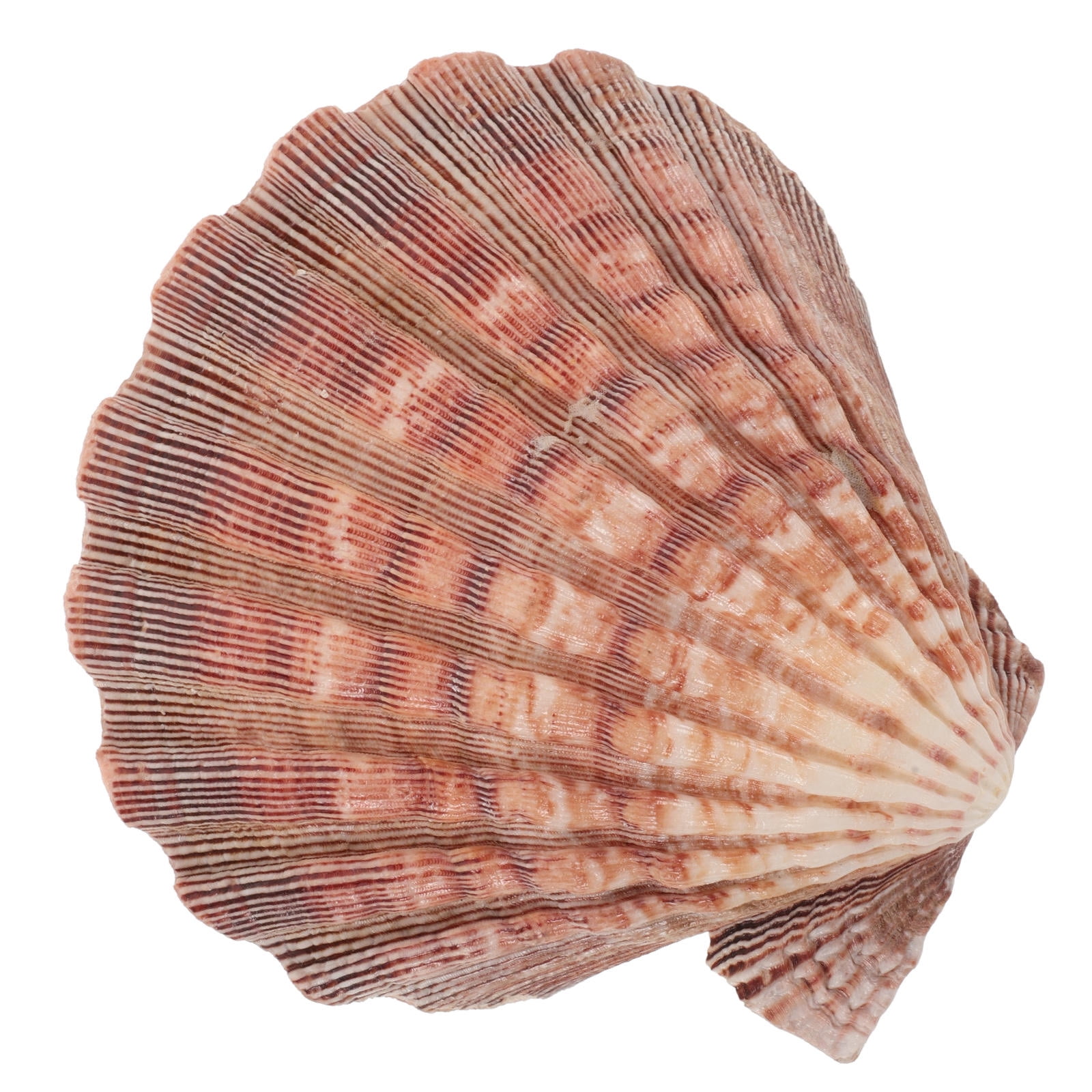 HOMEMAXS Seashell Decoration for Crafts and DIY Projects Unique Shells ...