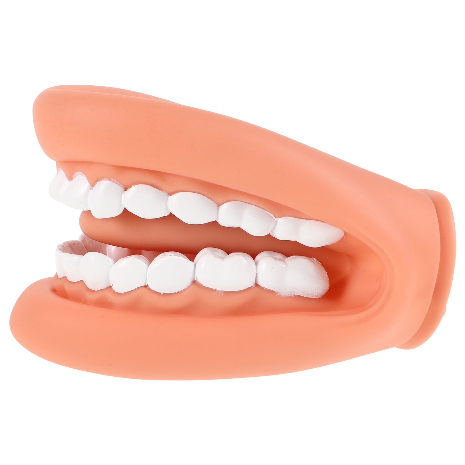 HOMEMAXS Standard Tooth Model Dental Mouth Model Tooth Teaching Model ...