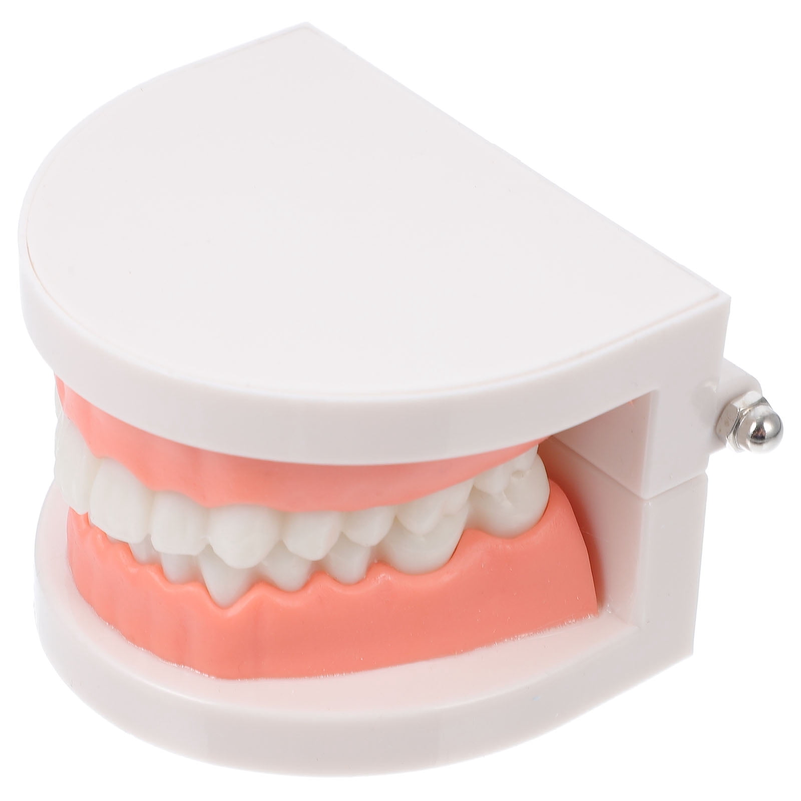 HOMEMAXS Tooth Model for Kids Educational Plaything in Pink Plastic for ...
