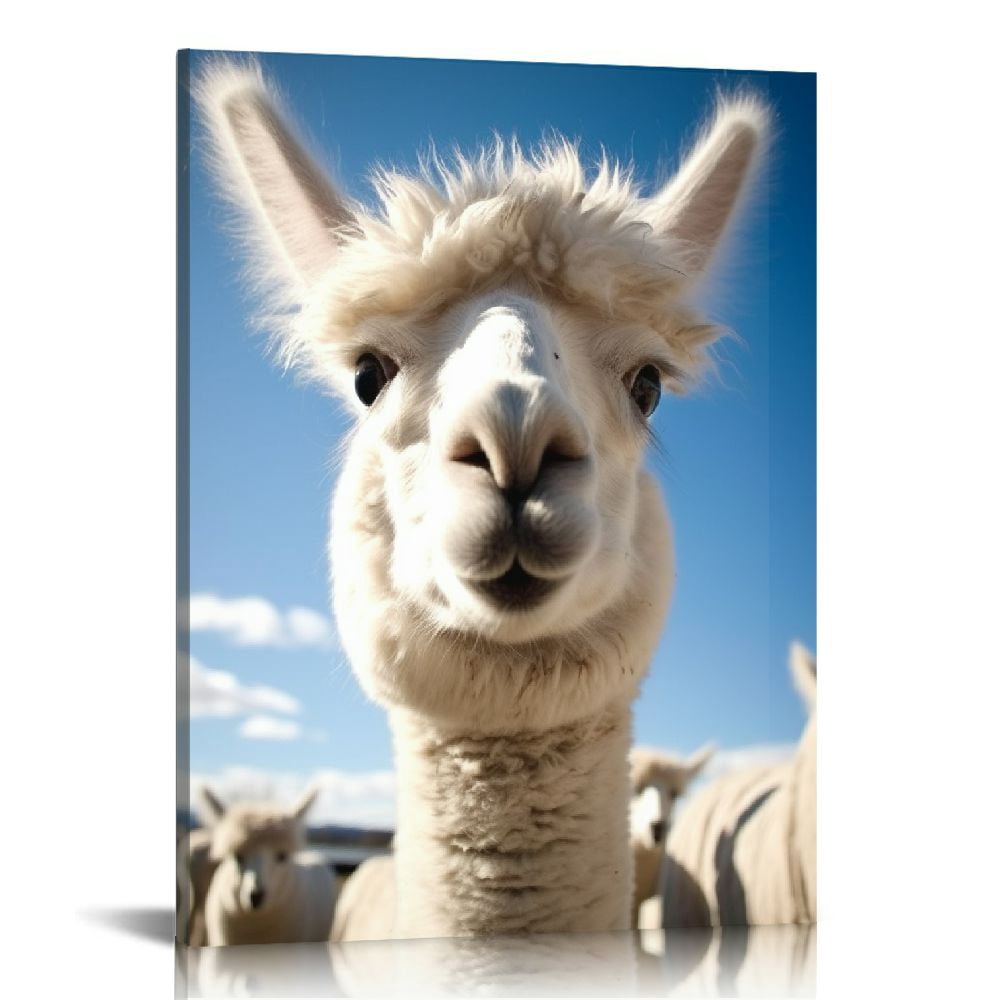HOMICOZI Alpaca Face Cute Baby Close Up View Animal Photography Face ...