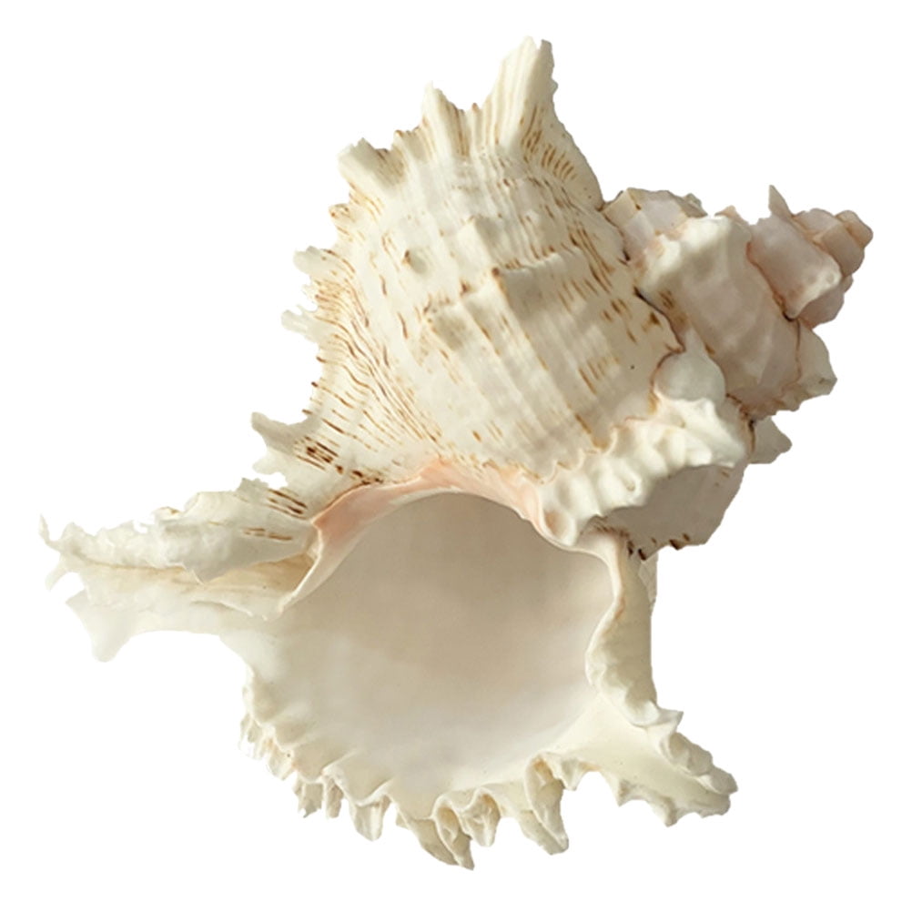 HOMOBABE Aquarium Owners Conch Shell Decor White 1Pcs 5.5x3.9x3.1in ...