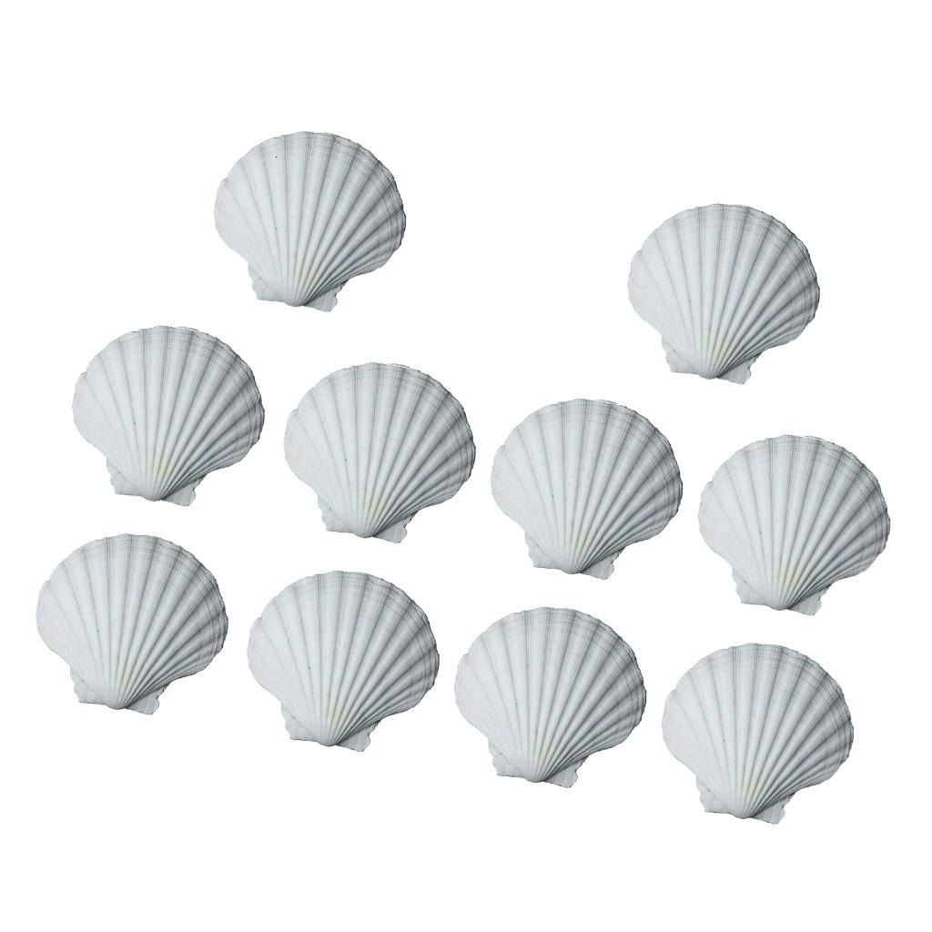 HONCLL 10PCS DIY White Seashells Natural Scalloped Shells For Unique ...