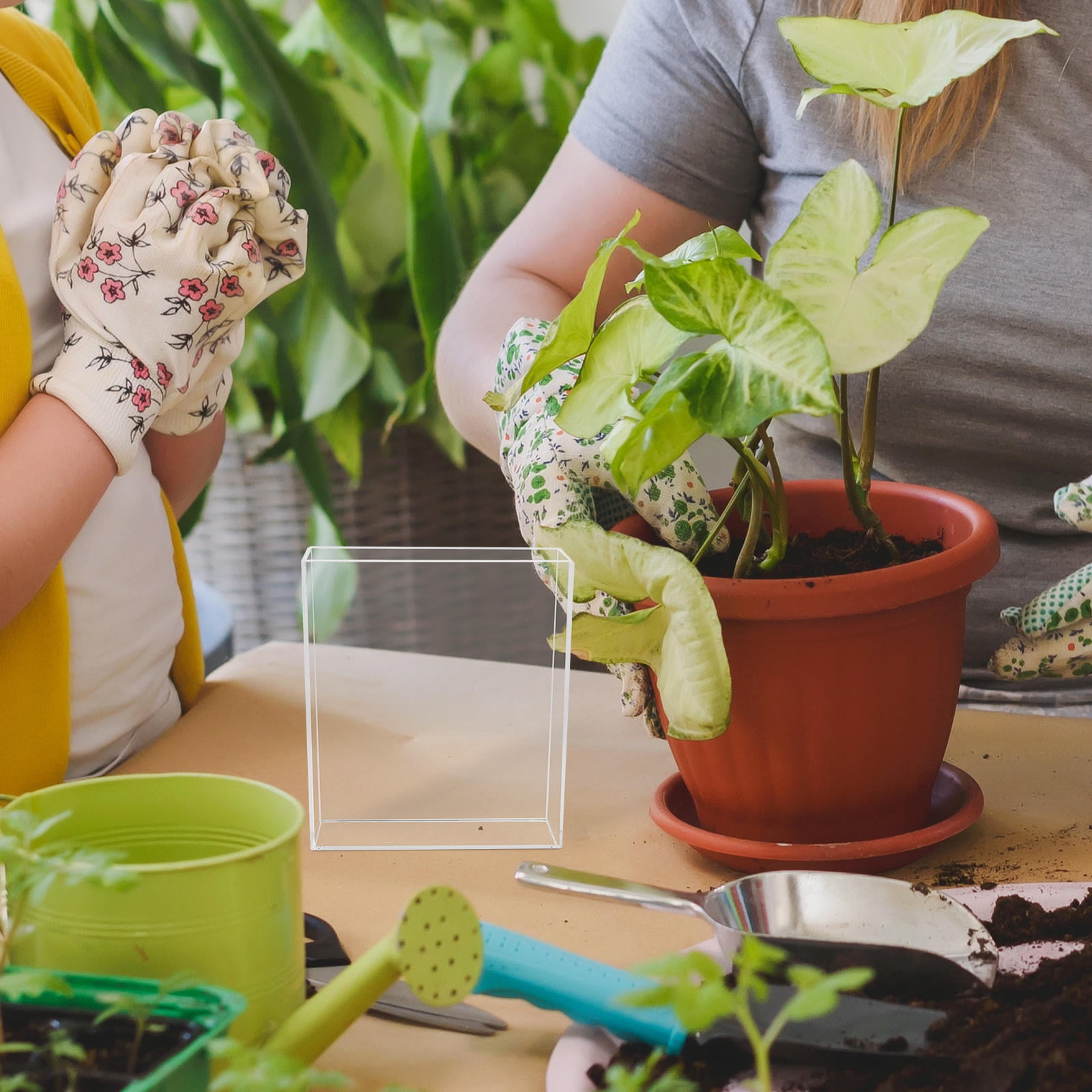 HONITANO 1Set Acrylic Root Observation Box for Growing Plants and ...